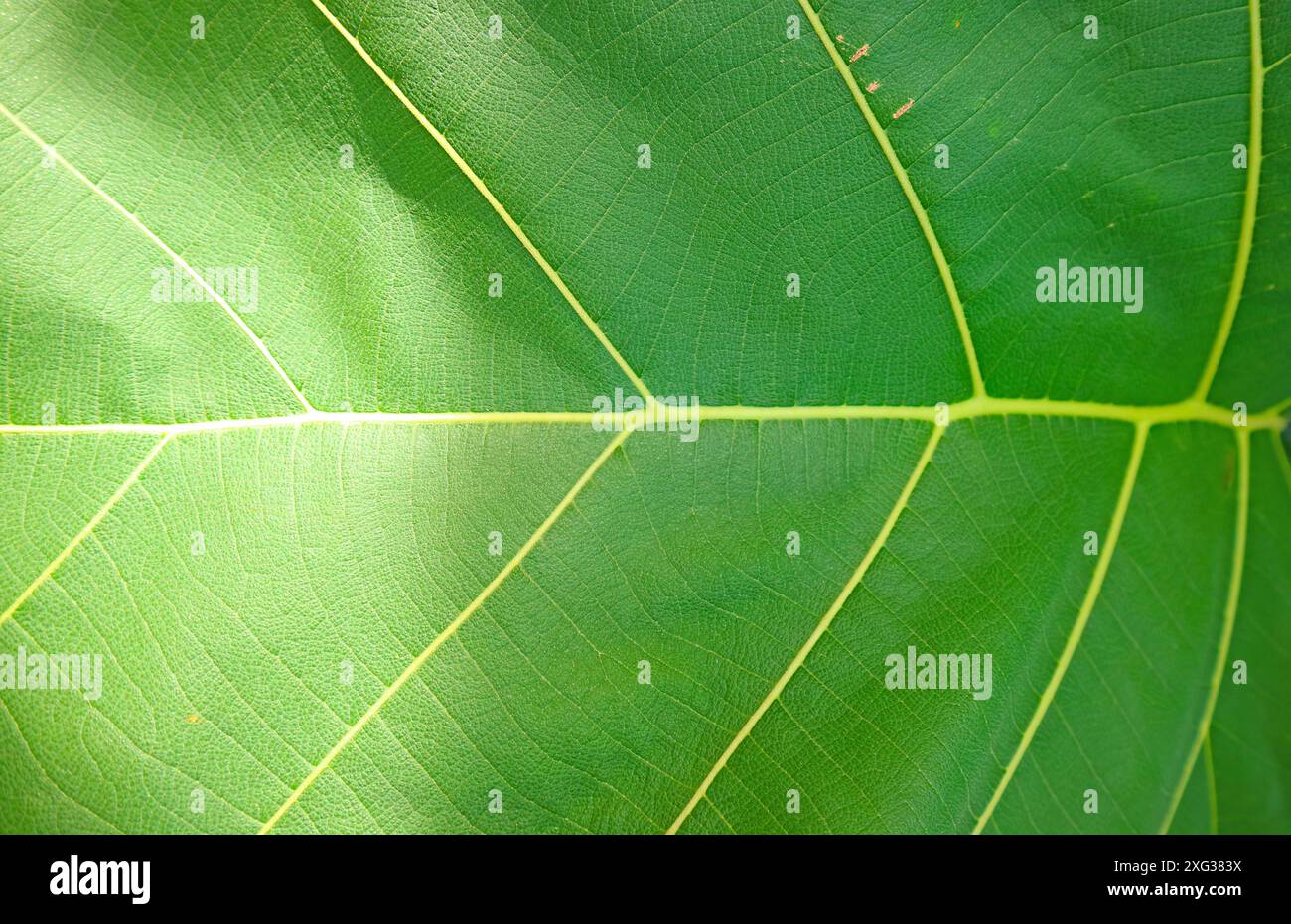 Texture and Pattern of Vibrant Green Teak Tree Leaf in the Sunlight ...