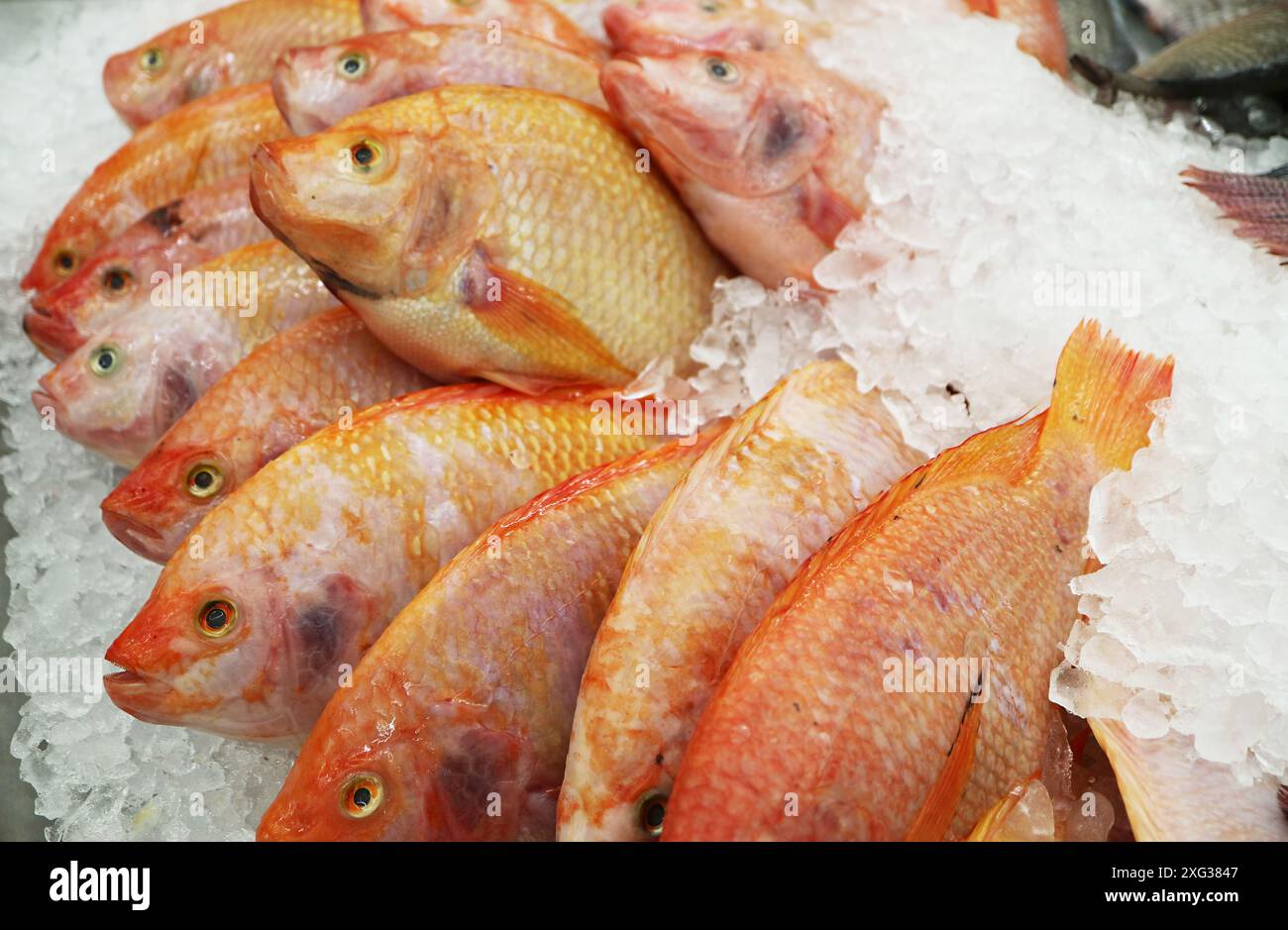 Heap of Red Tilapia Fish for Sale on the Local Market Stock Photo - Alamy