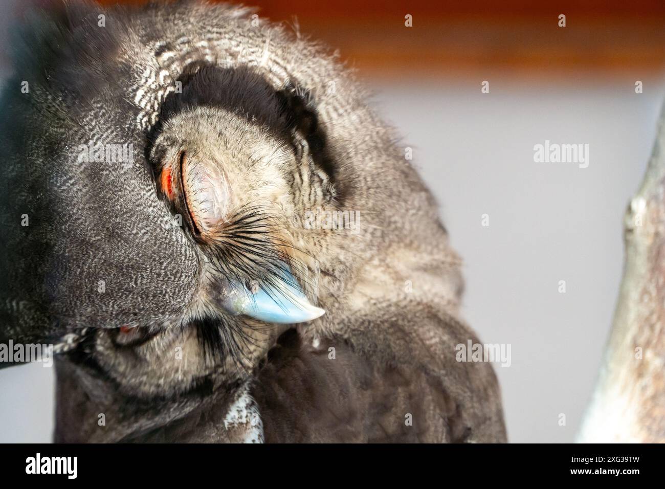 Detailed owl feathers hi-res stock photography and images - Alamy
