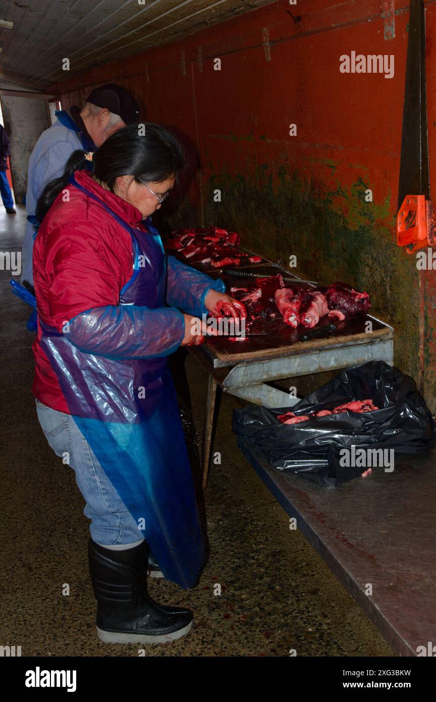 Seal anatomy hi-res stock photography and images - Alamy