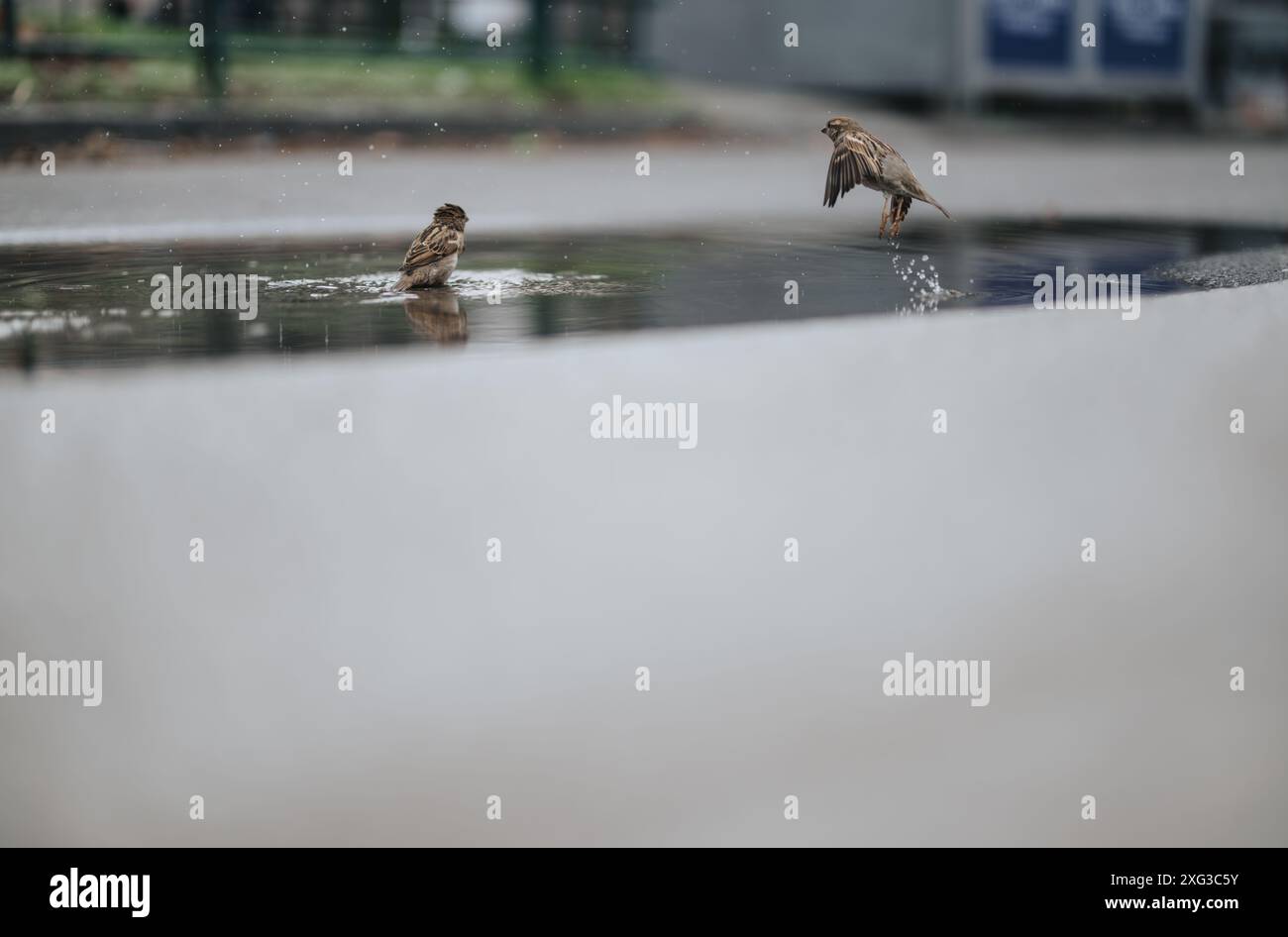 Sparrows bathing in urban water puddle with one taking flight Stock ...