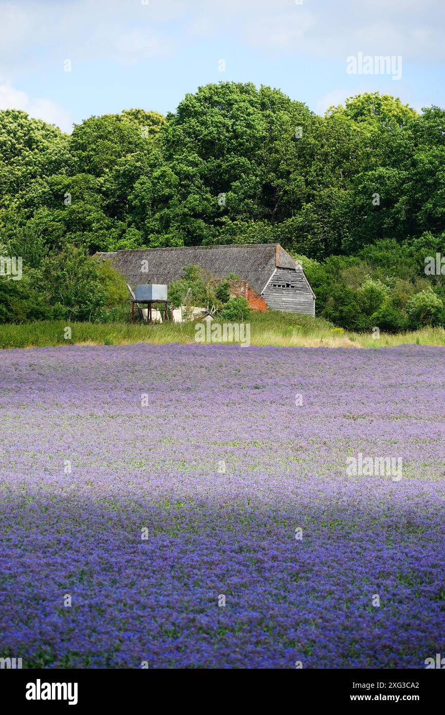 Field of blue - flowering borage near Sible Hedingham Stock Photo - Alamy