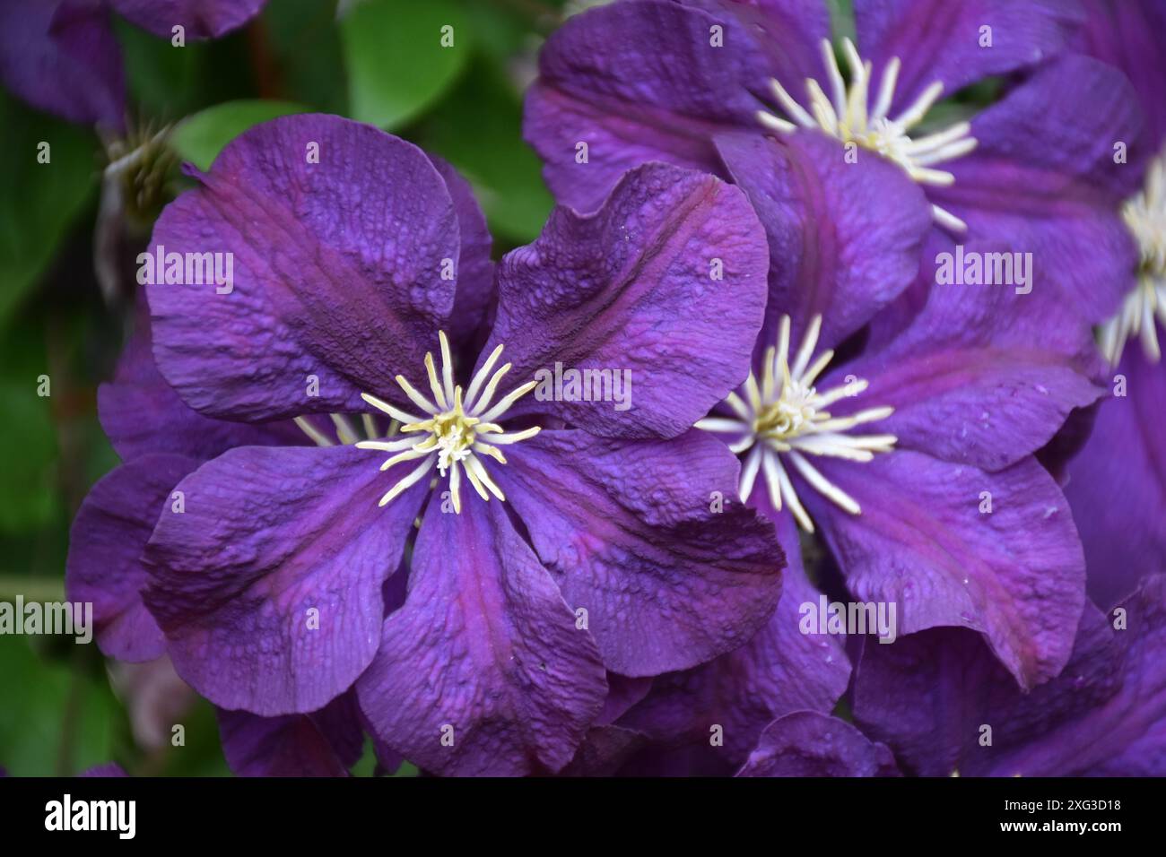 Flowers in the garden, Sainte-Apolline, Québec, Canada Stock Photo - Alamy