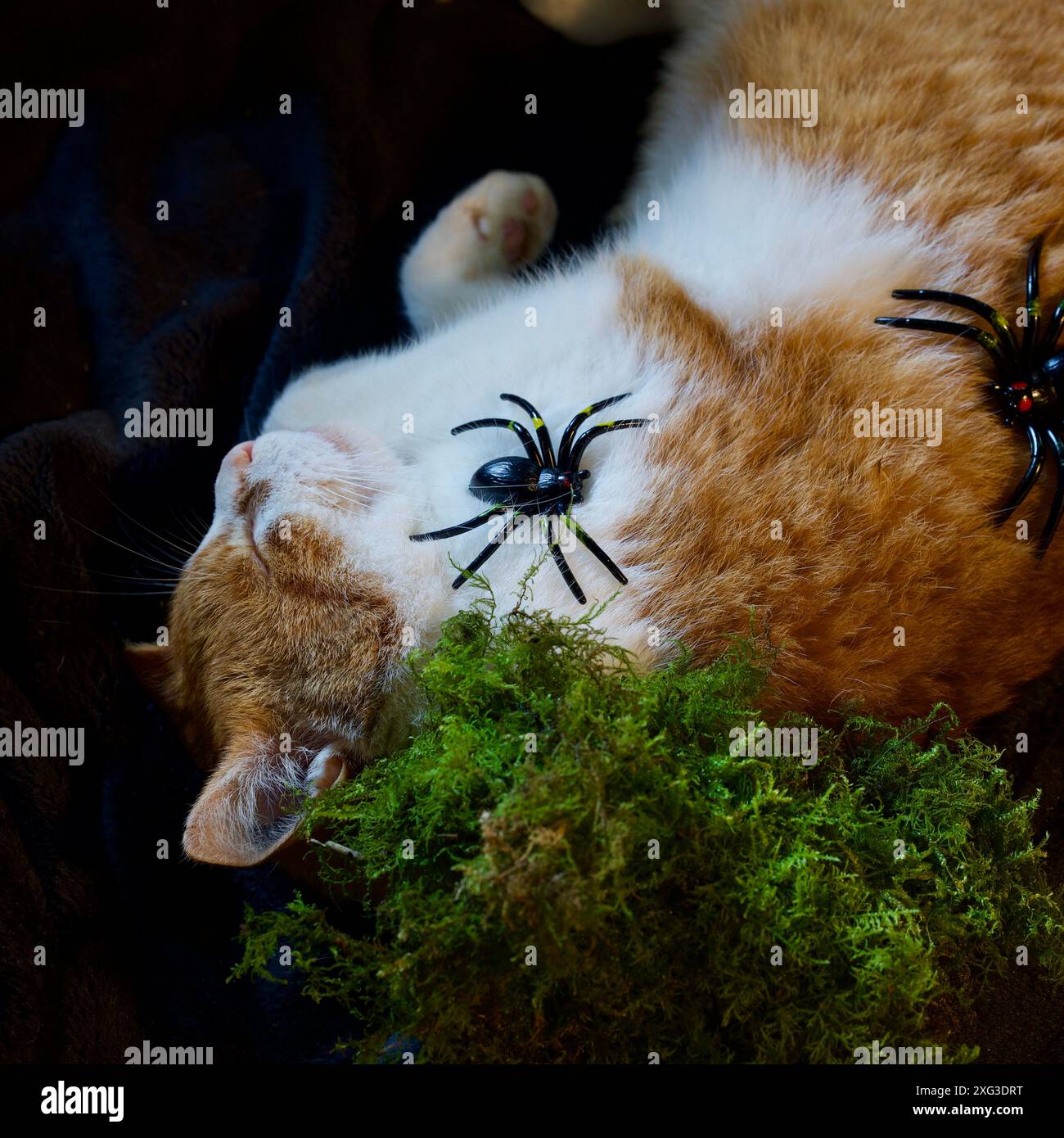 Cute spiders hi-res stock photography and images - Alamy