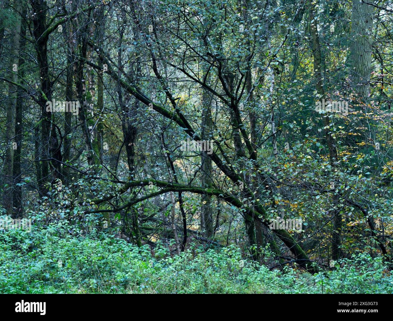 Mixed woodland at Mortimer Forest, Ludlow, Shropshire, UK Stock Photo ...