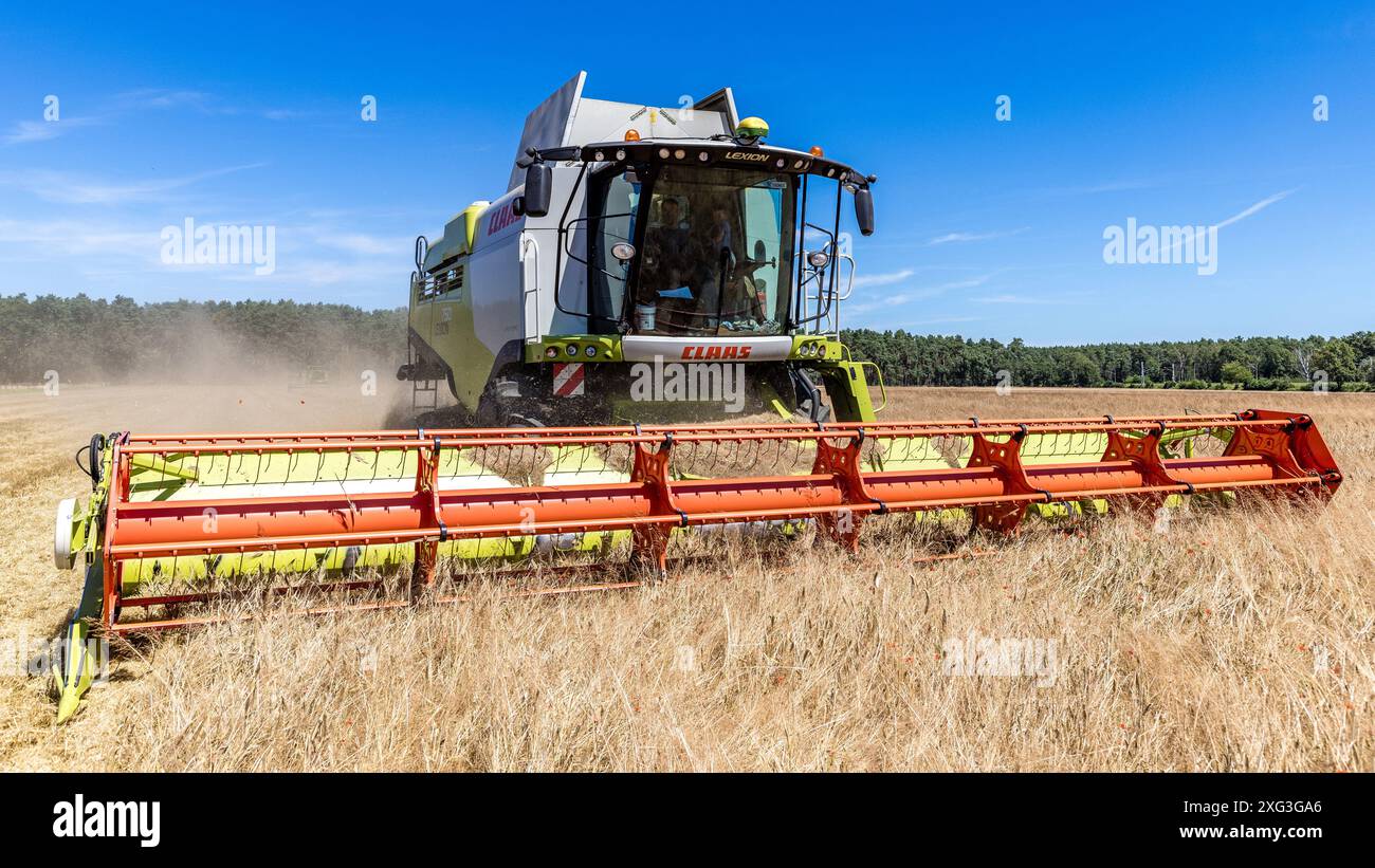 06 July 2024, Brandenburg, Leuthen: A combine harvester threshes winter ...