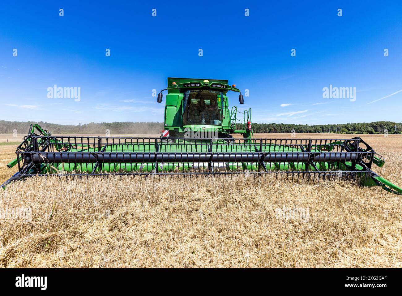06 July 2024, Brandenburg, Leuthen: A combine harvester threshes winter ...