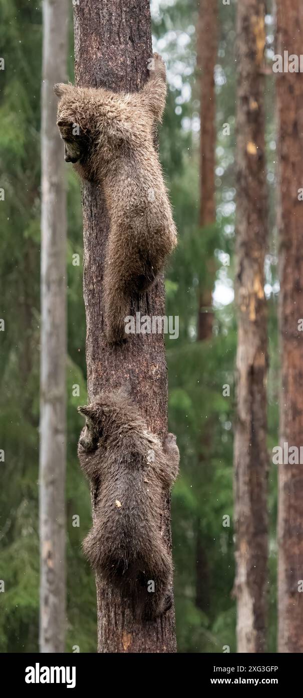young brown bear cubs climbing trees Stock Photo - Alamy
