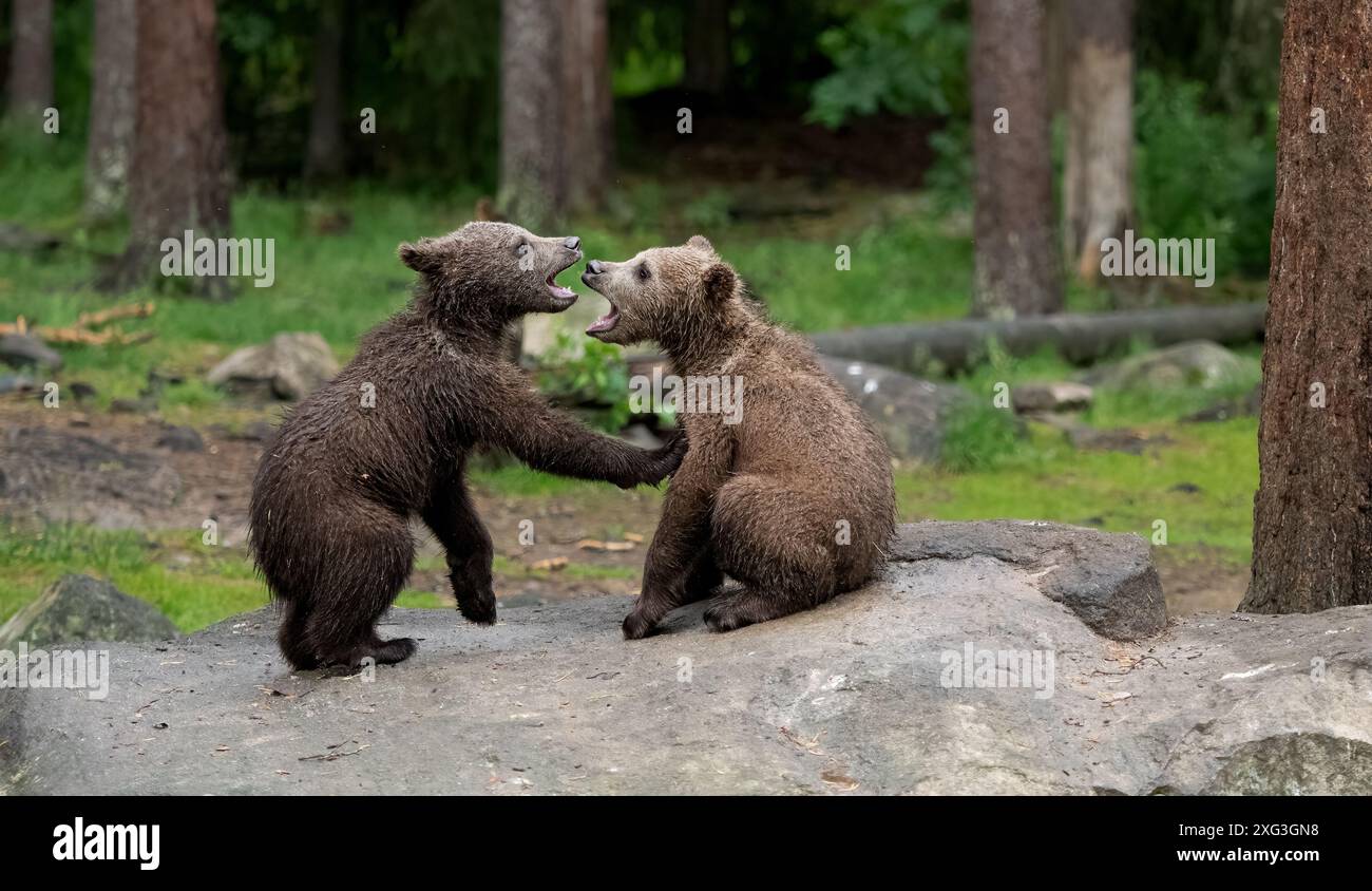 wild brown bear cubs Stock Photo - Alamy