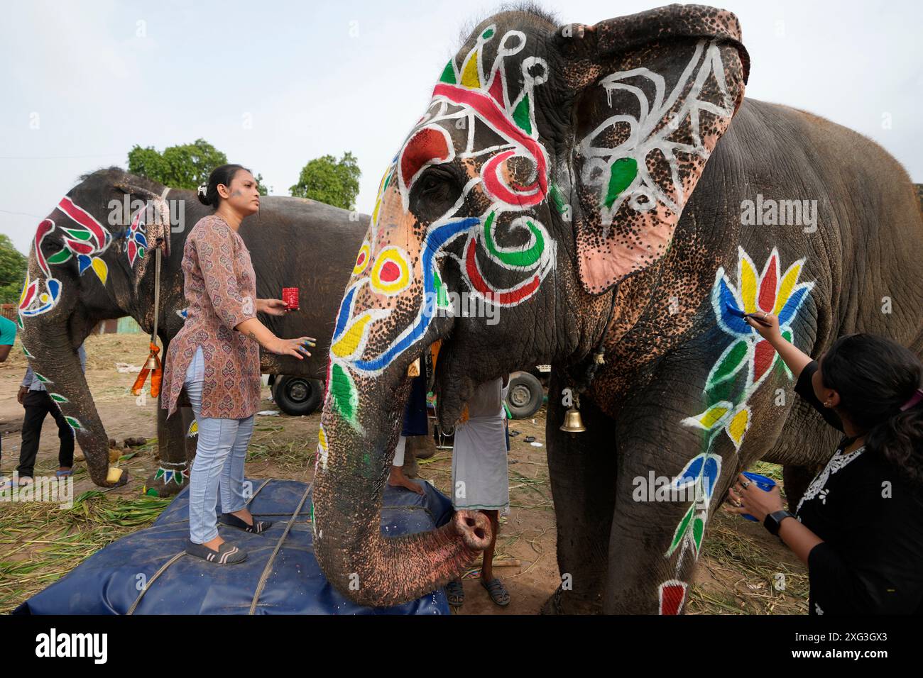 Girls paints decorative motifs on an elephant on the eve of the annual ...