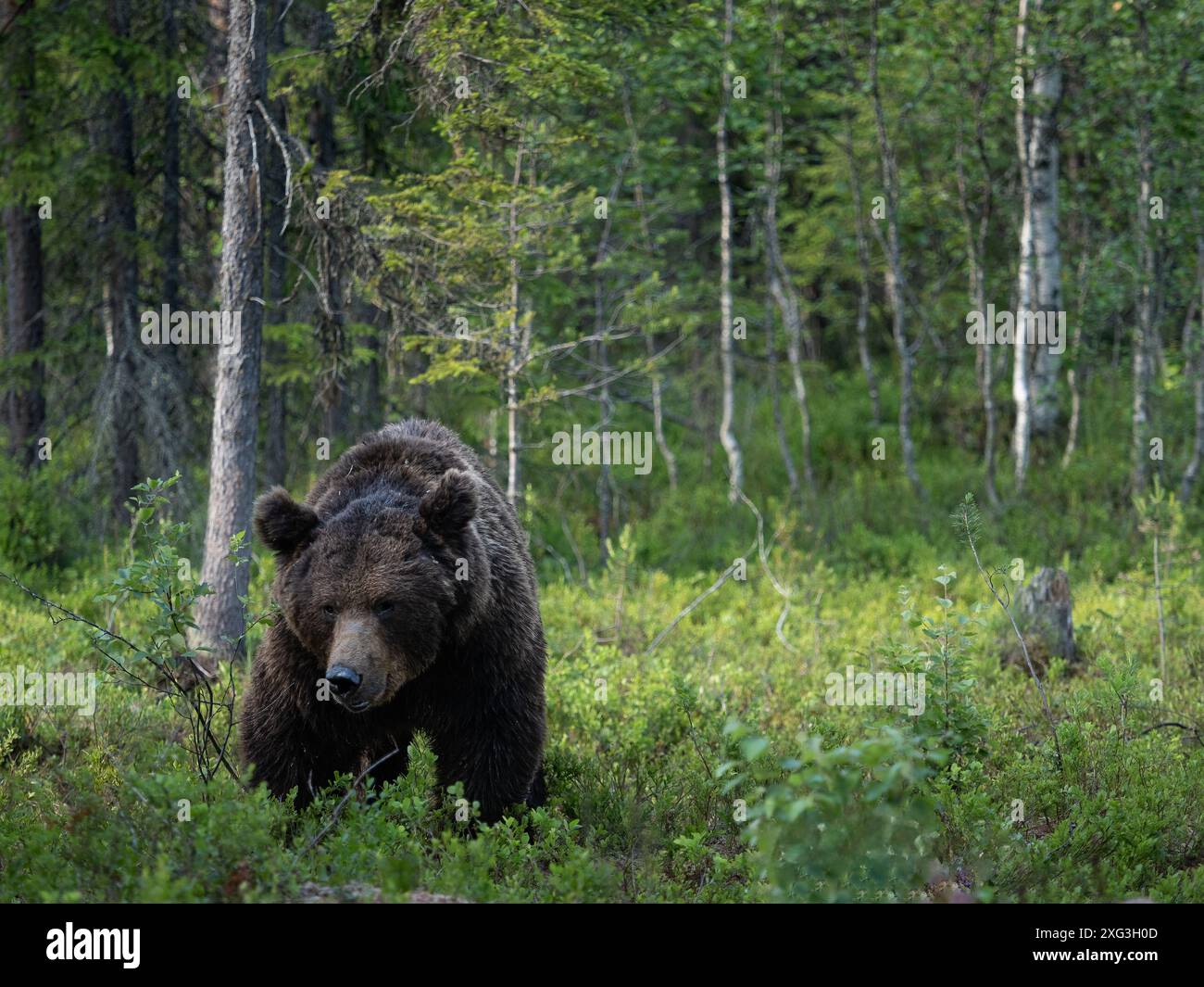 wild female brown bear Stock Photo - Alamy