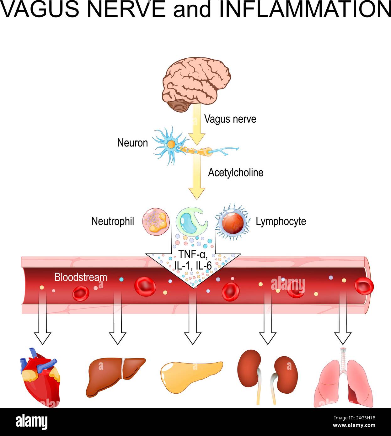 Vagus Nerve and Inflammation. Systemic Inflammatory Response. Vector ...