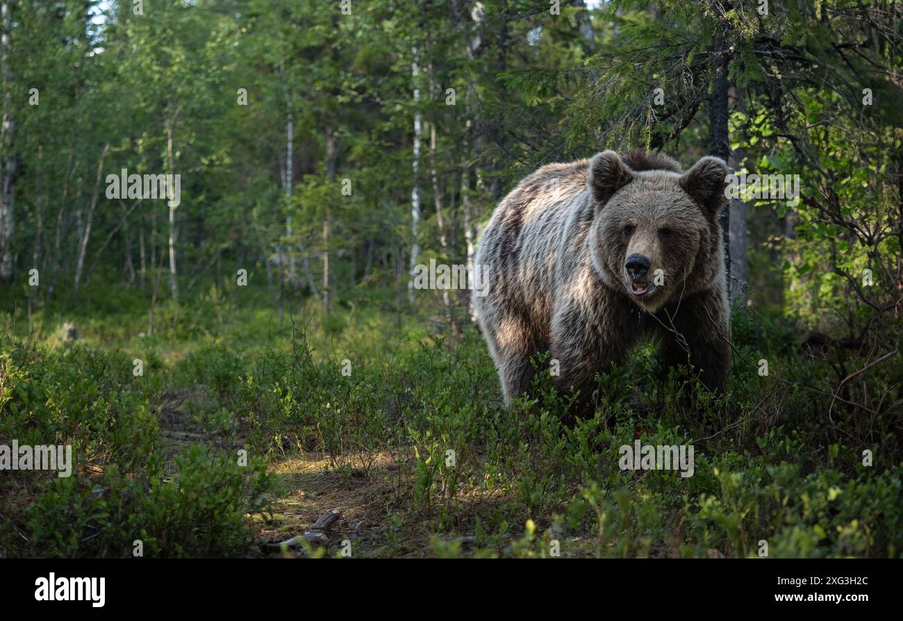 Female adult bear hi-res stock photography and images - Alamy