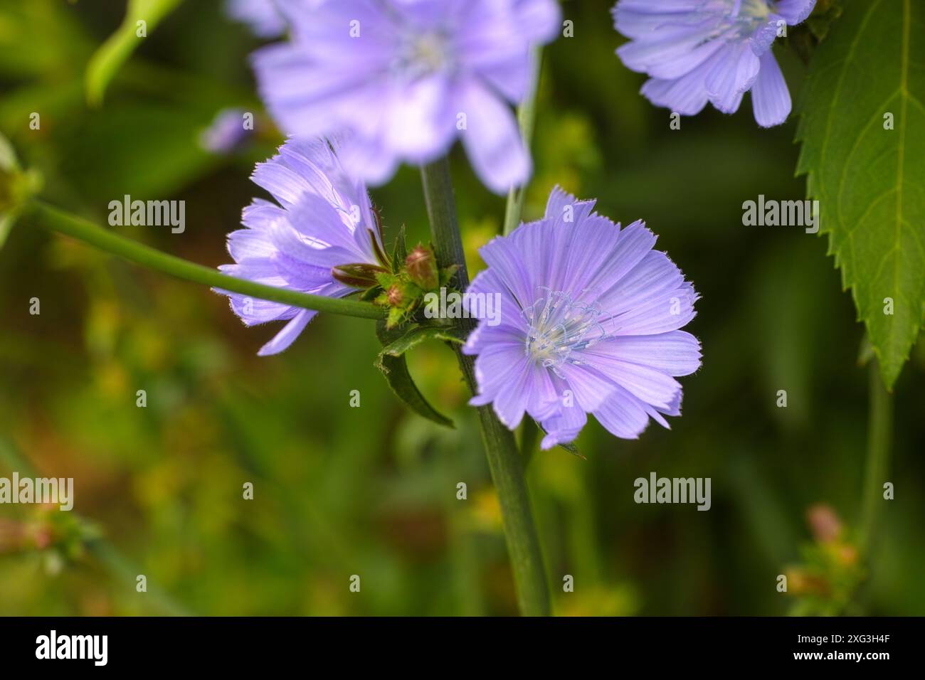 Common chicory plants blooming in nature Stock Photo - Alamy
