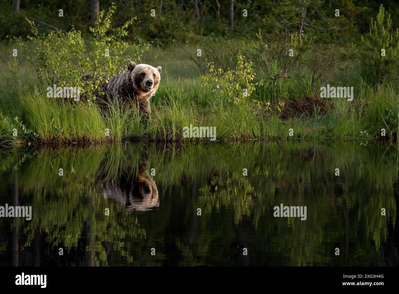 brown bear with reflection in the water Stock Photo - Alamy