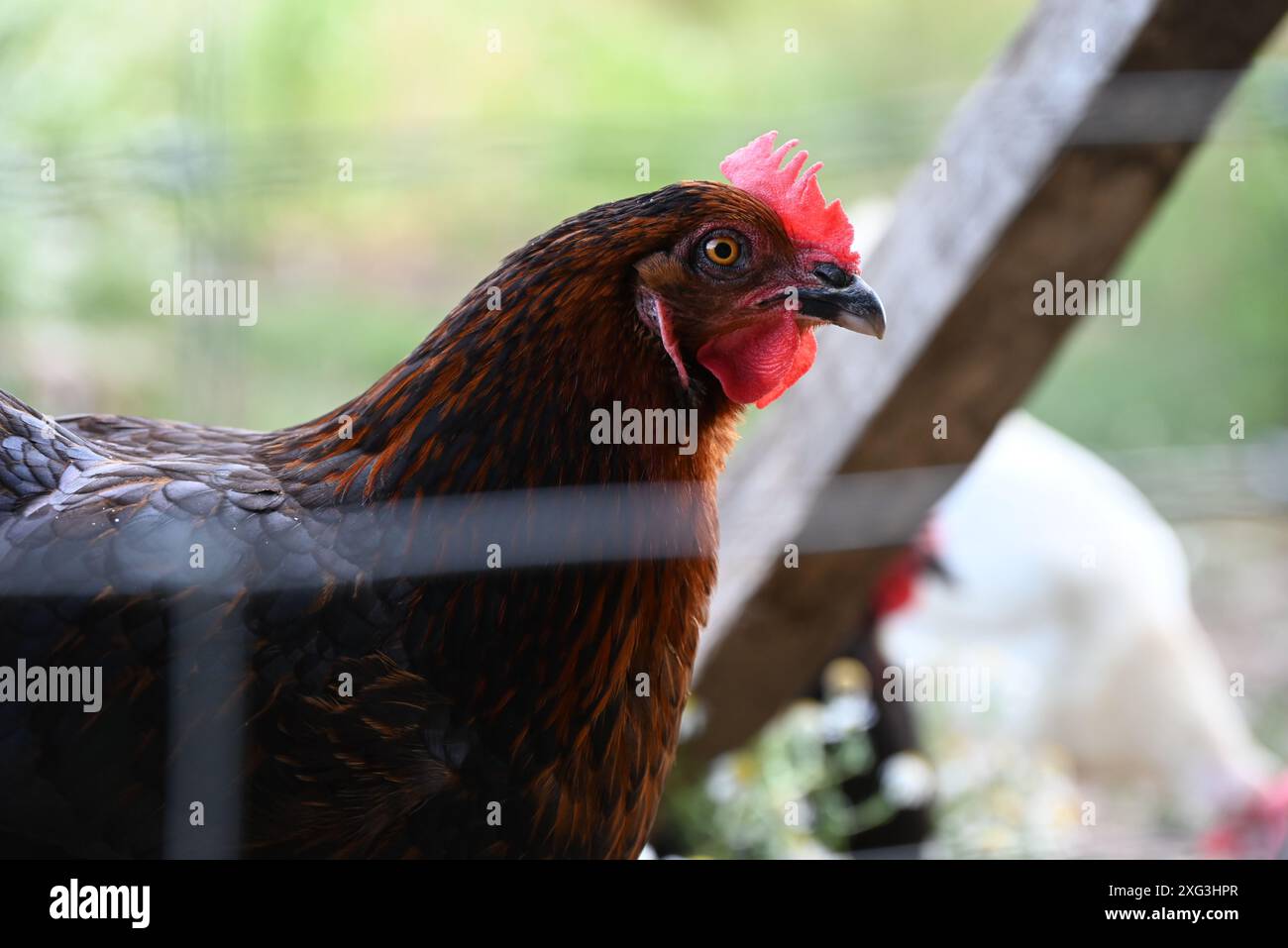 beautiful hen in chicken stall Stock Photo - Alamy