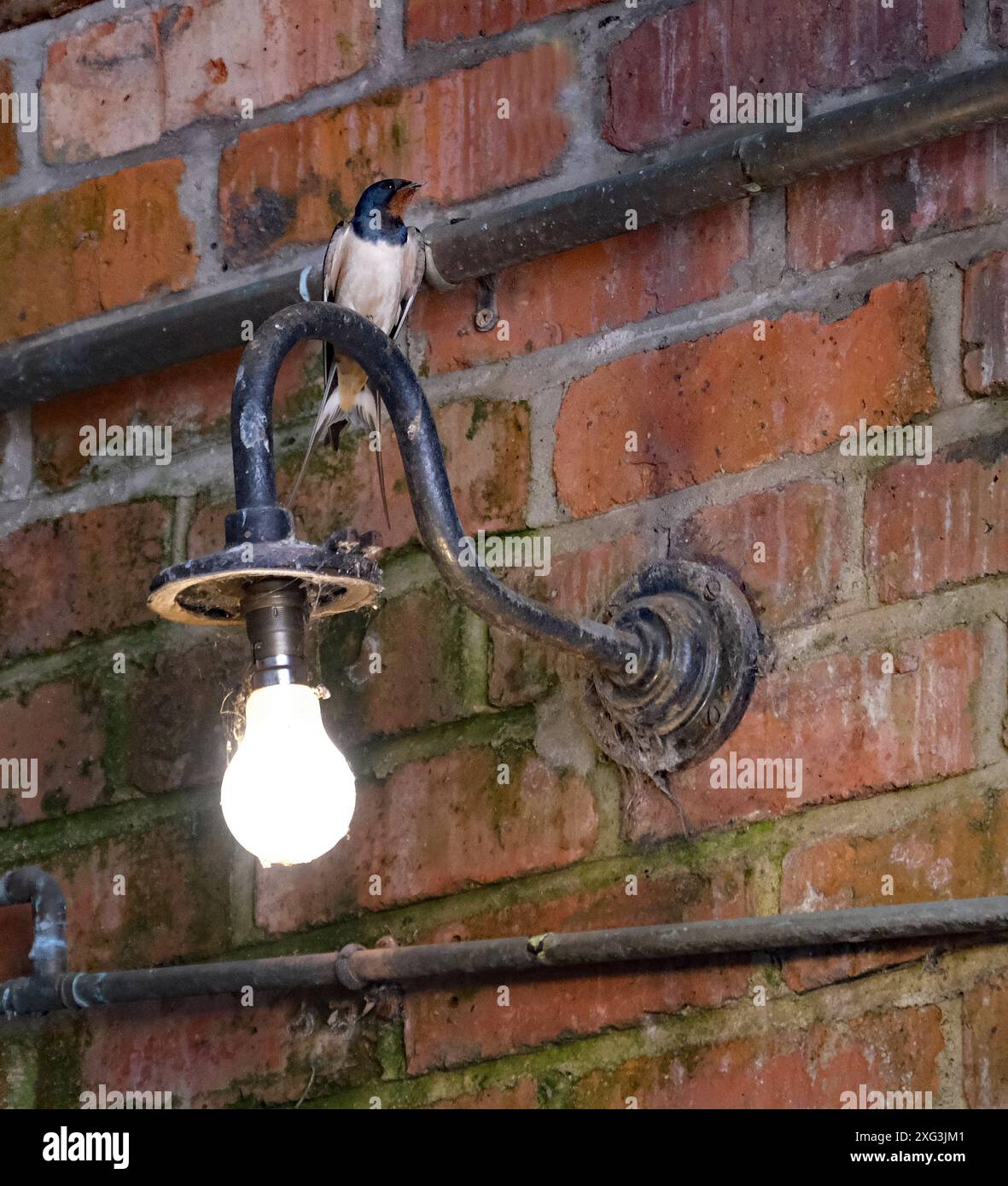 Swallow on vintage light fitting in barn Stock Photo - Alamy
