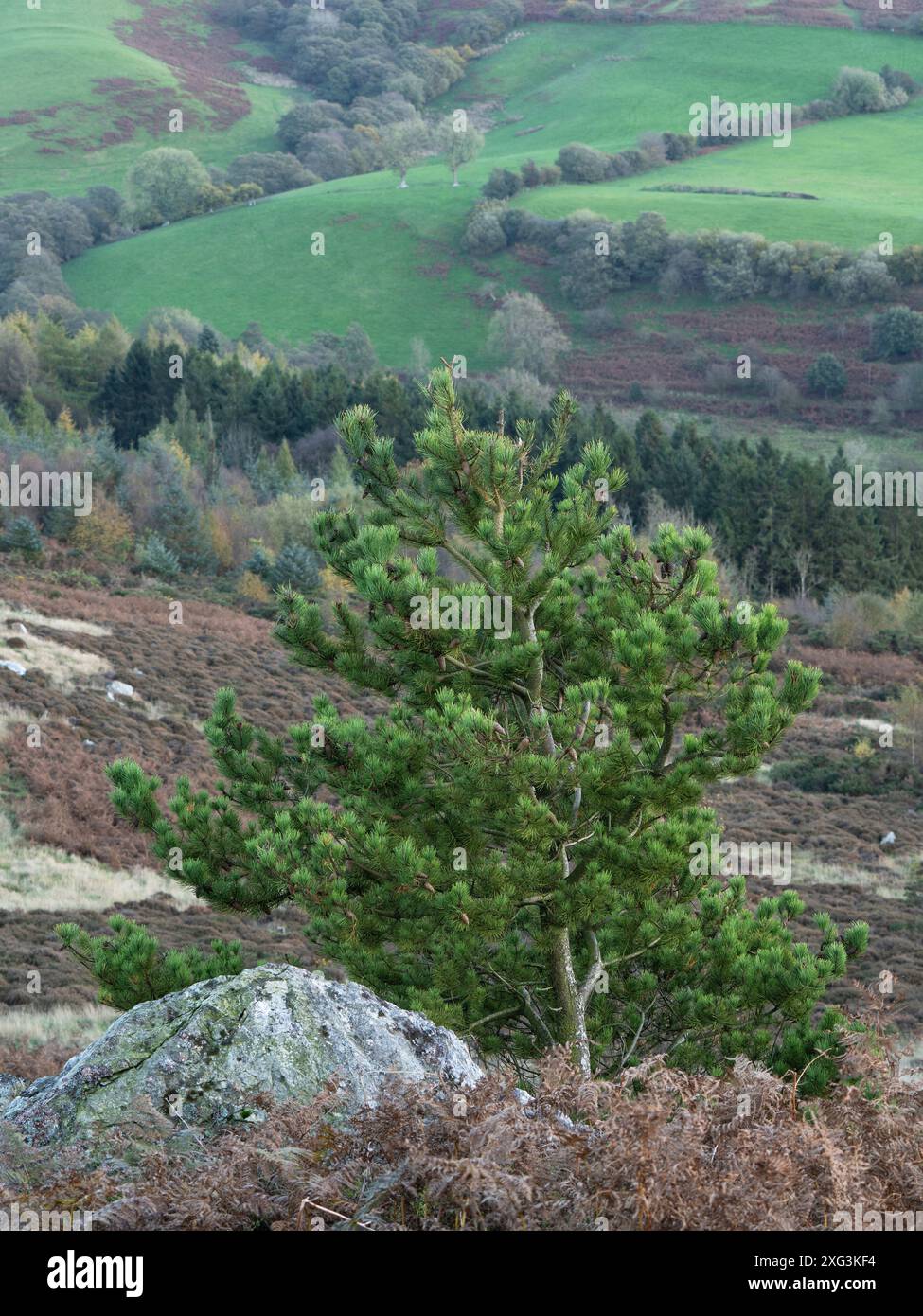 Dramatic scenery and views from the Stiperstones, an exposed quartzite ...