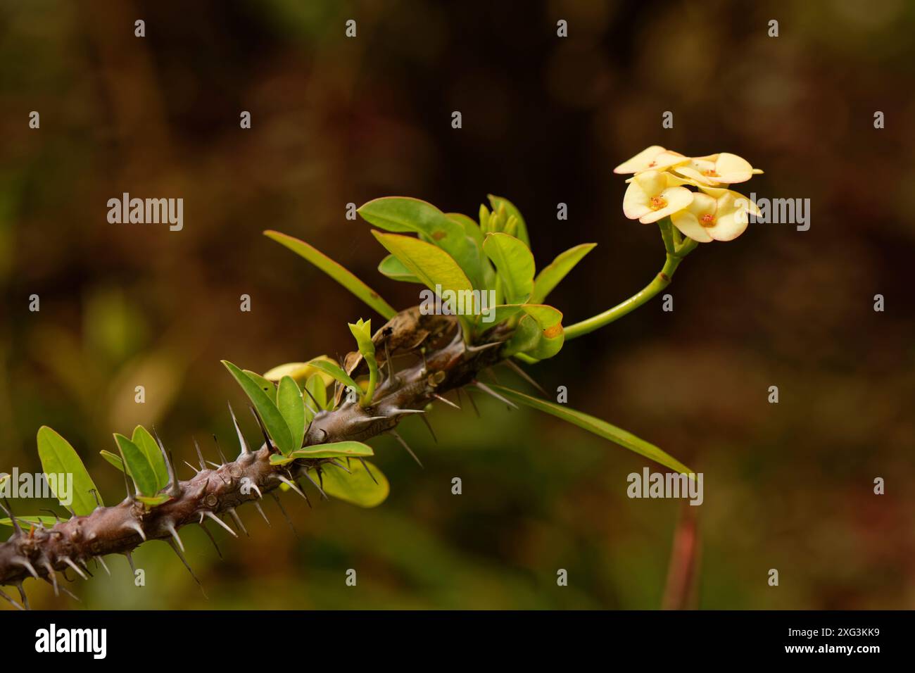 Christ thorn hi-res stock photography and images - Alamy