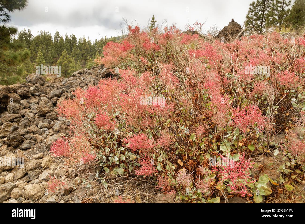 Madeira sorrel (Rumex maderensis), endemic to Madeira and the Canaries ...