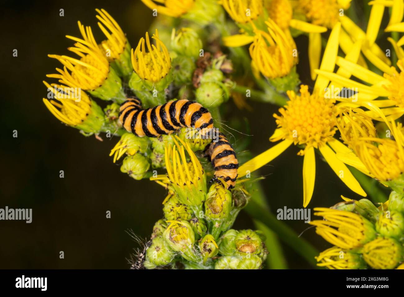 Cinnabar moth caterpillar, Tyria jacobaeae, on ragwort plant, Jacobaea ...
