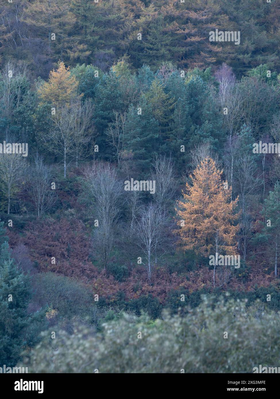 Dramatic scenery and views from the Stiperstones, an exposed quartzite ...
