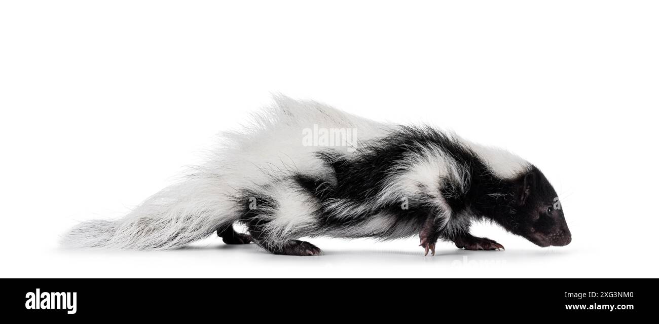 Black and white baby skunk walking side ways. Head down looking ...