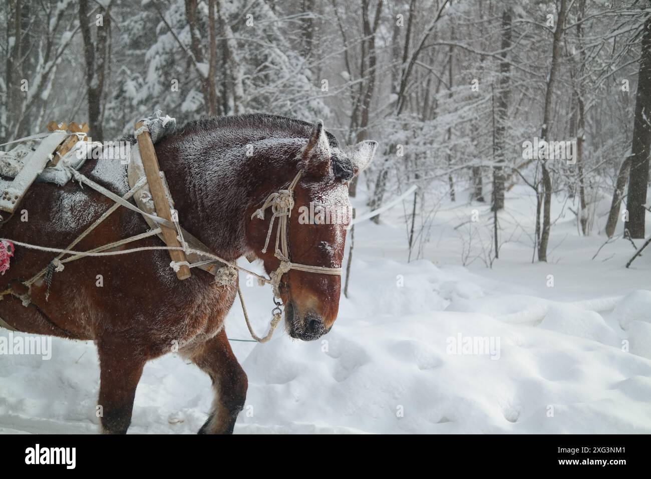 Horse pulling a winter sleigh as snow falls Stock Photo - Alamy