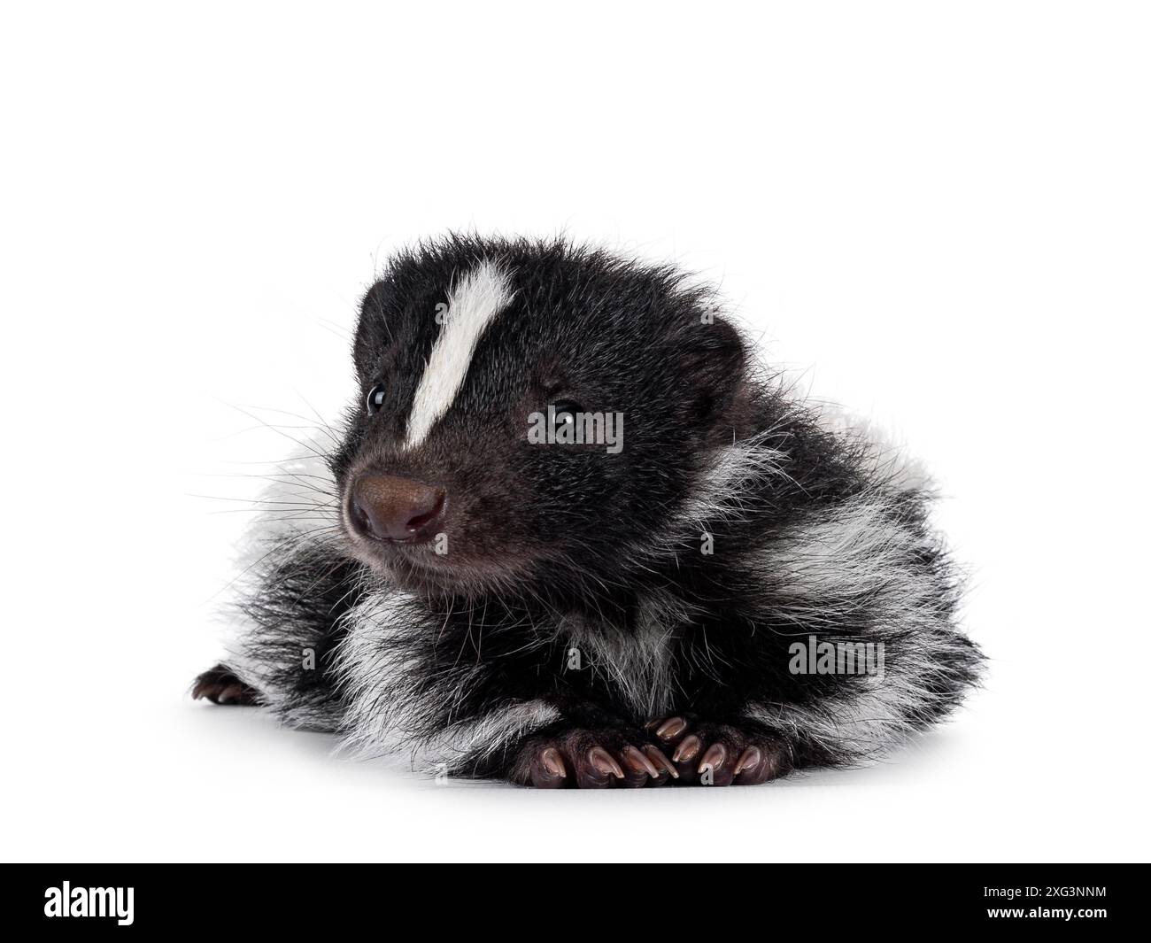 Black and white baby skunk laying down facing front. Looking straight ...