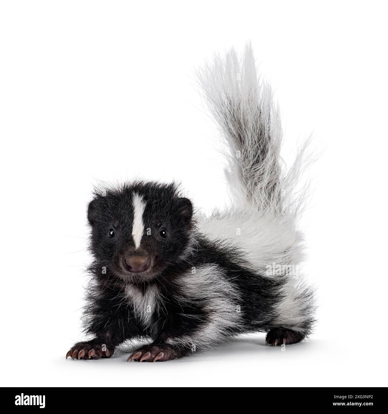 Close up on bushy Cut Out Stock Images & Pictures - Alamy