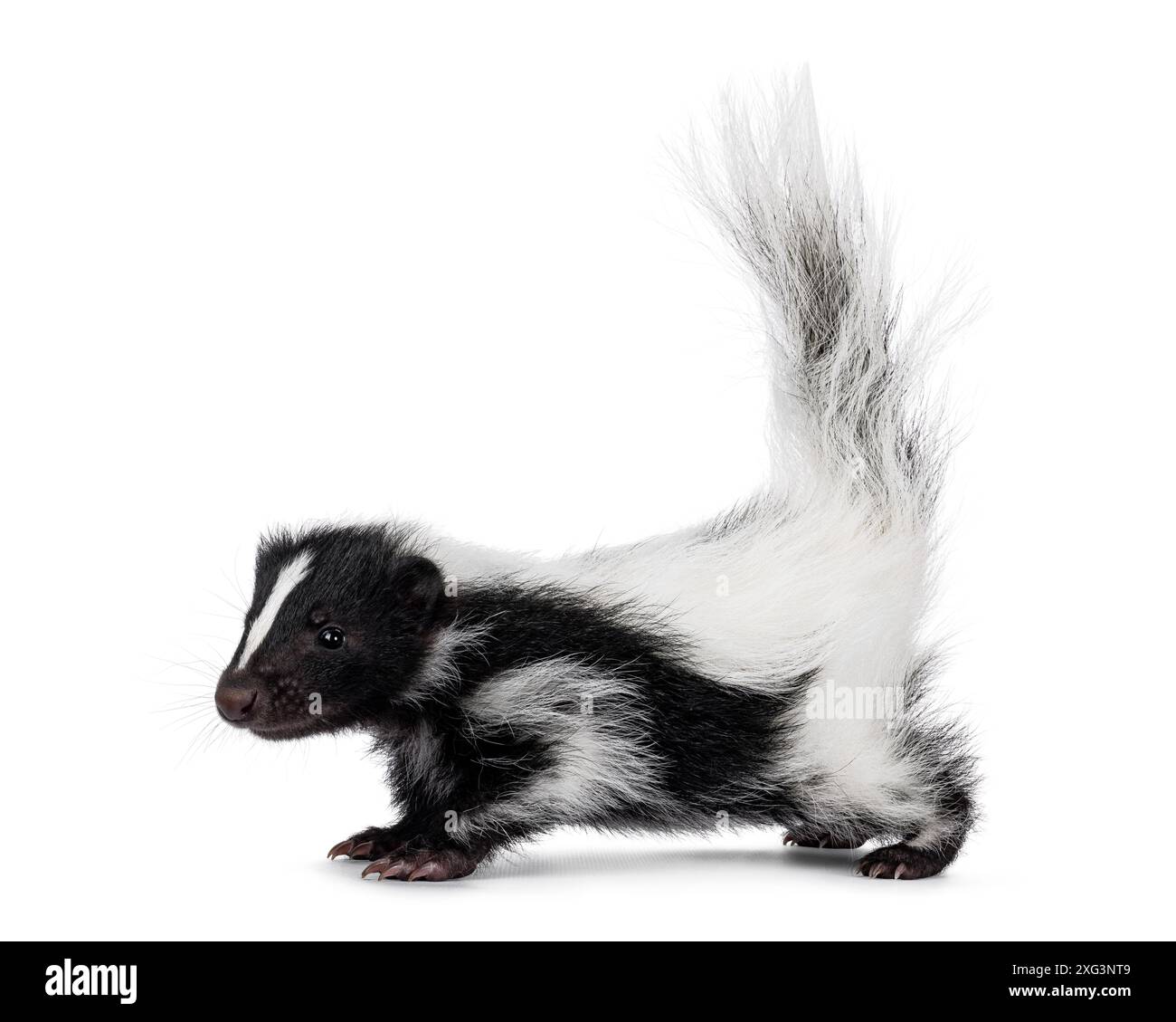 Black and white baby skunk standing side ways with bushy tail up ...