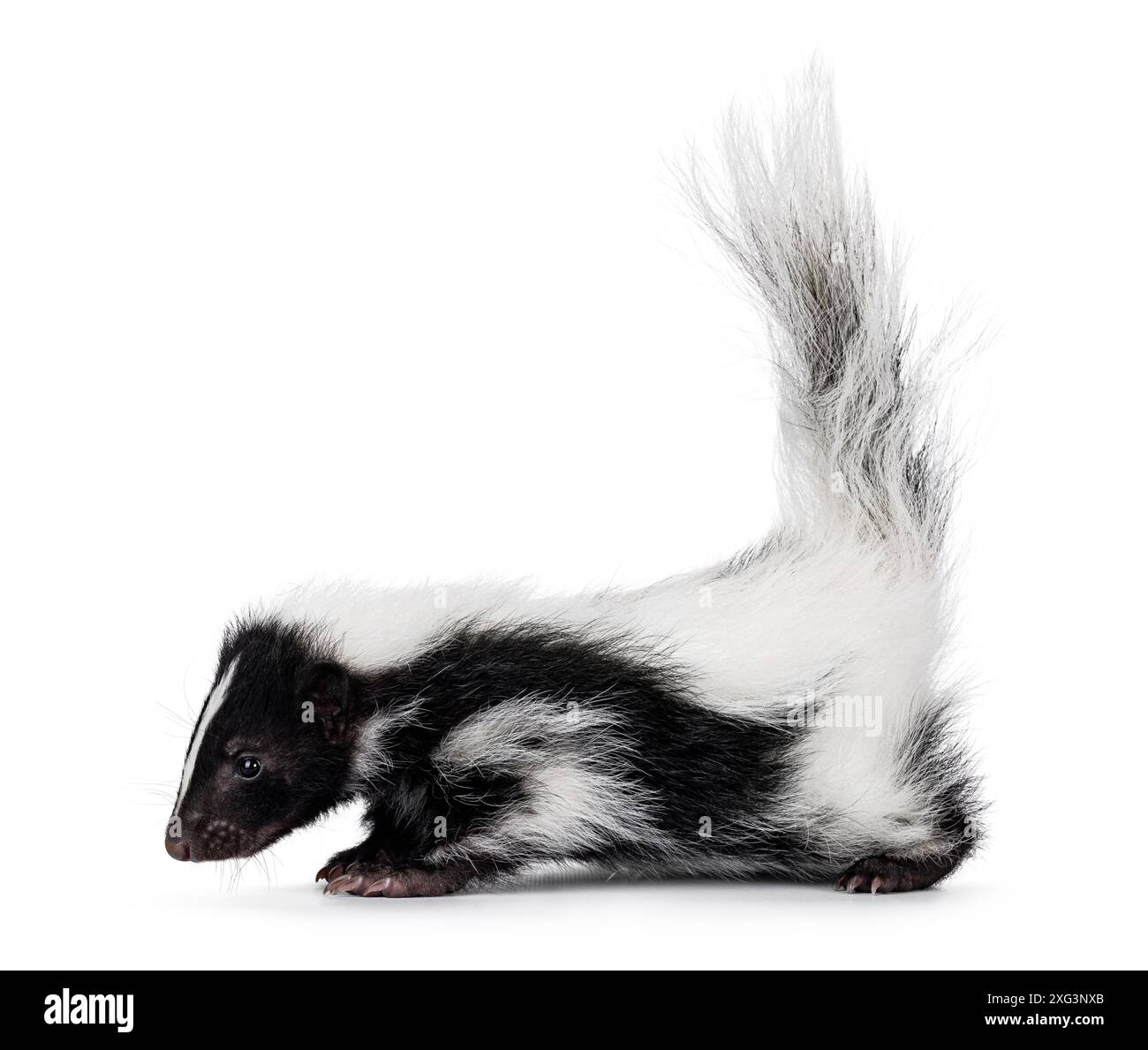 Mephitis mephitis tail Cut Out Stock Images & Pictures - Alamy
