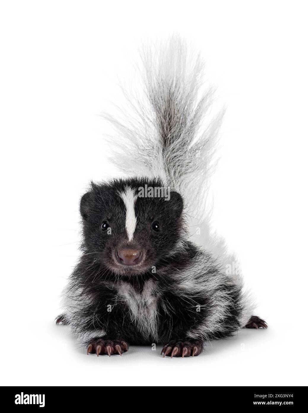 Close up on bushy Cut Out Stock Images & Pictures - Alamy