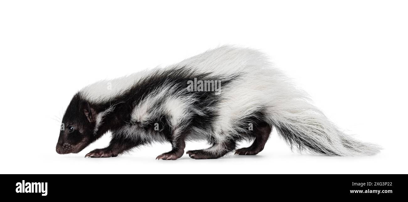 Black and white baby skunk walking side ways. Head down looking ...