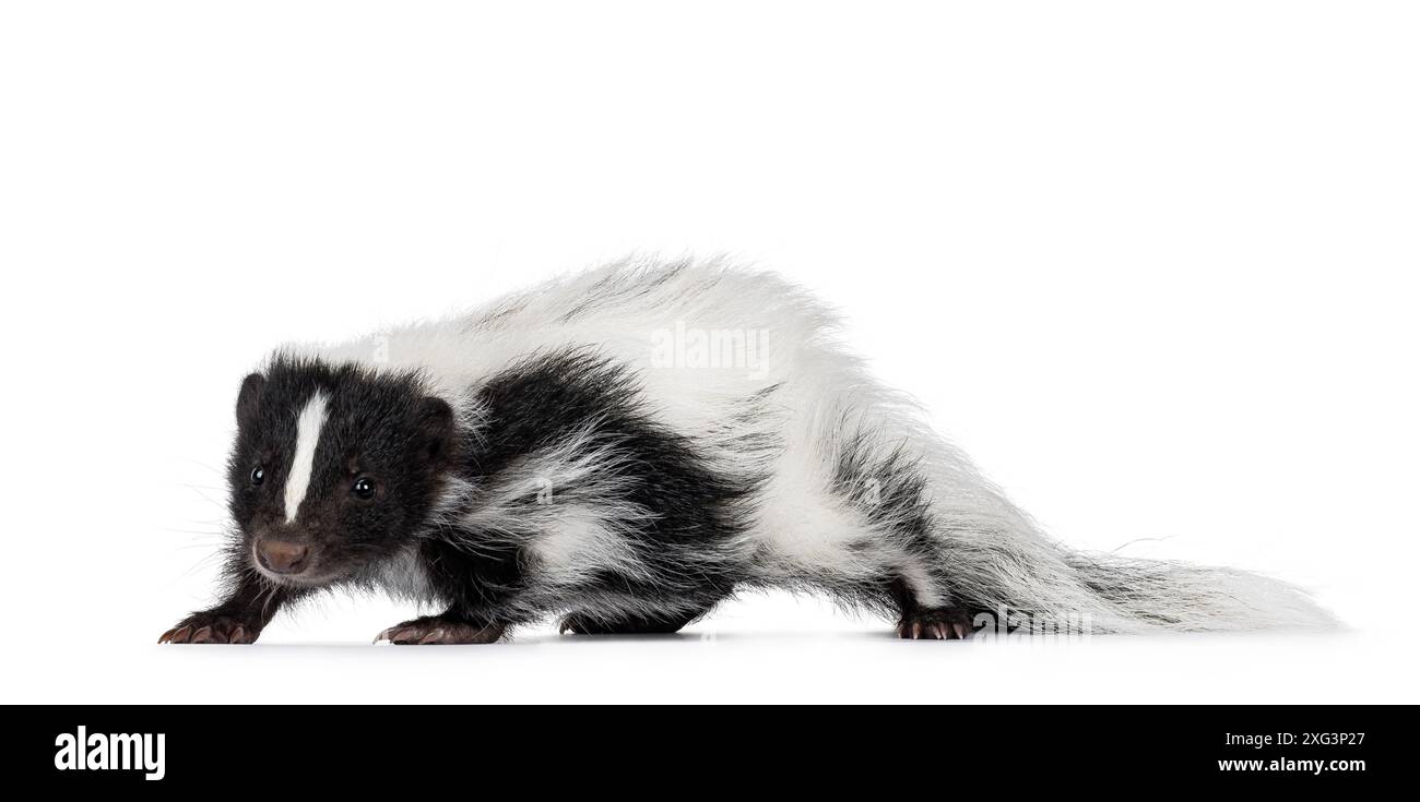 Black and white baby skunk walking side ways. Looking towards camera ...