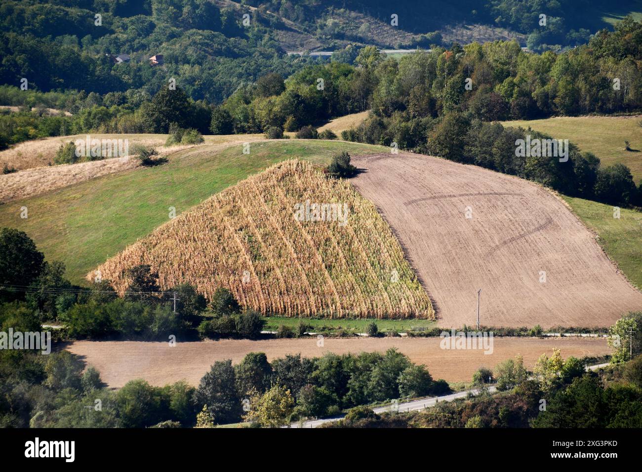 maize field in agricultural fields of Sumadija region of Central-Serbia ...