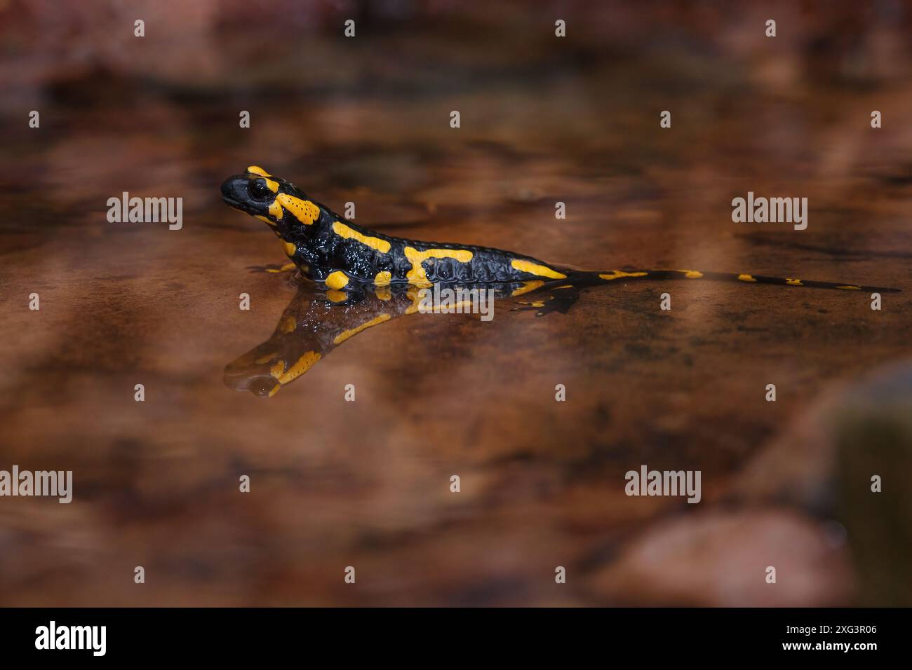 A fire salamander in a shallow water pool Stock Photo - Alamy