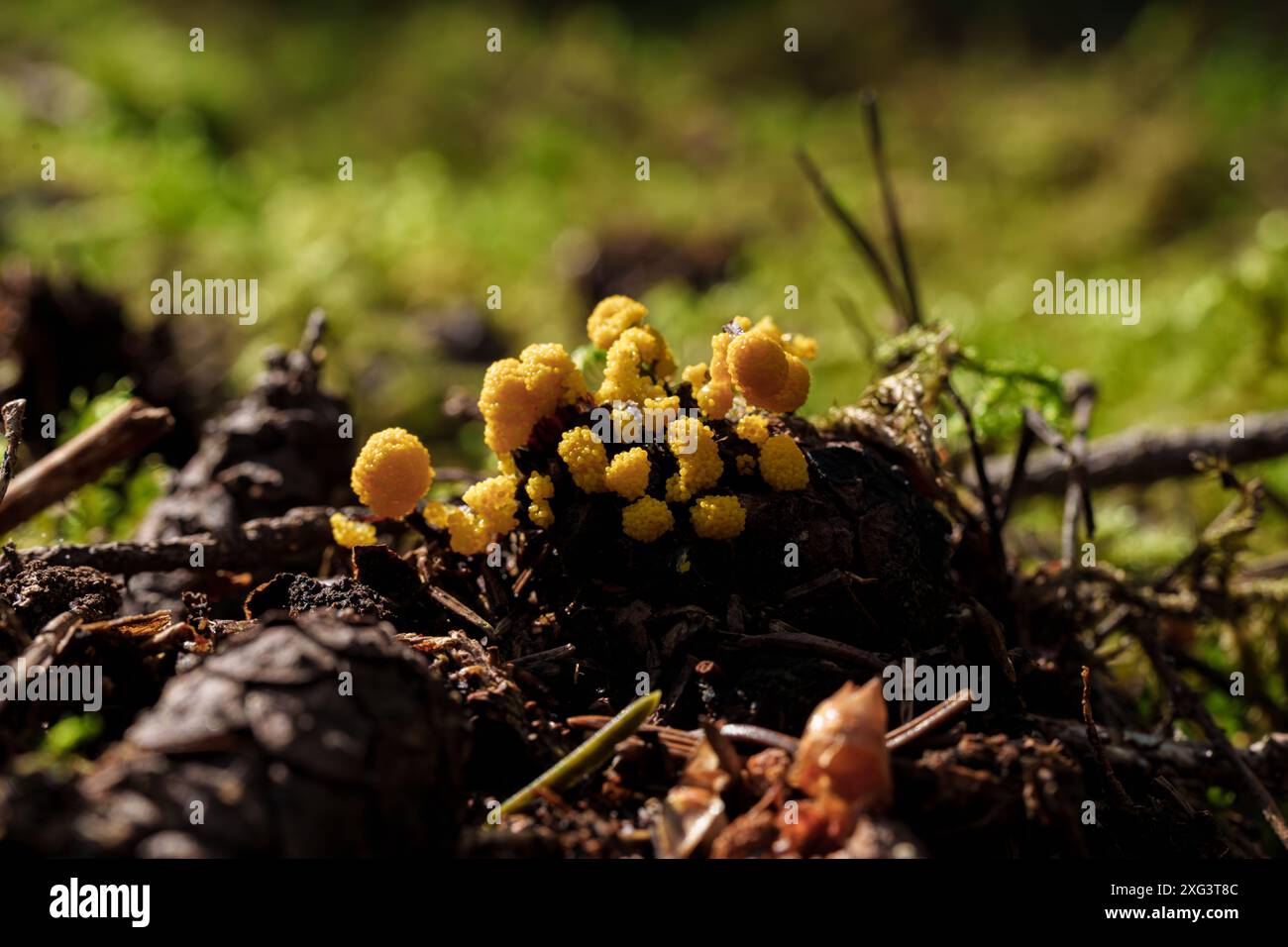 A macro shot captures yellow slime mold in a forest with moss, twigs ...