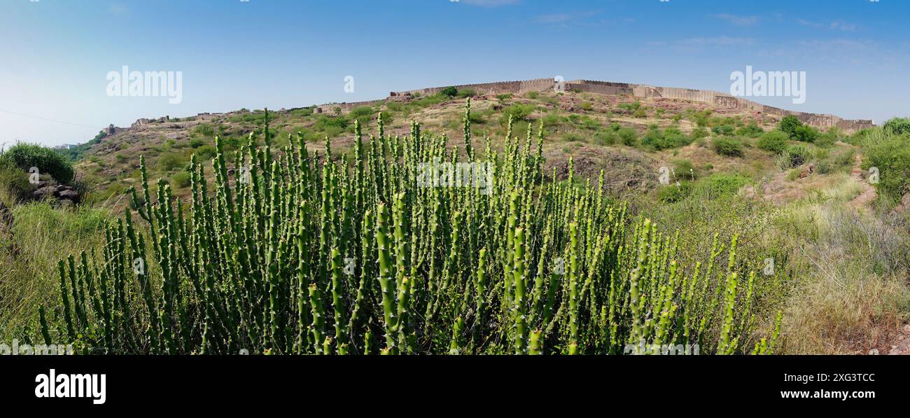 Panorama of Thhor , Euphorbia caducifolia, the mascot of Thar desert ...