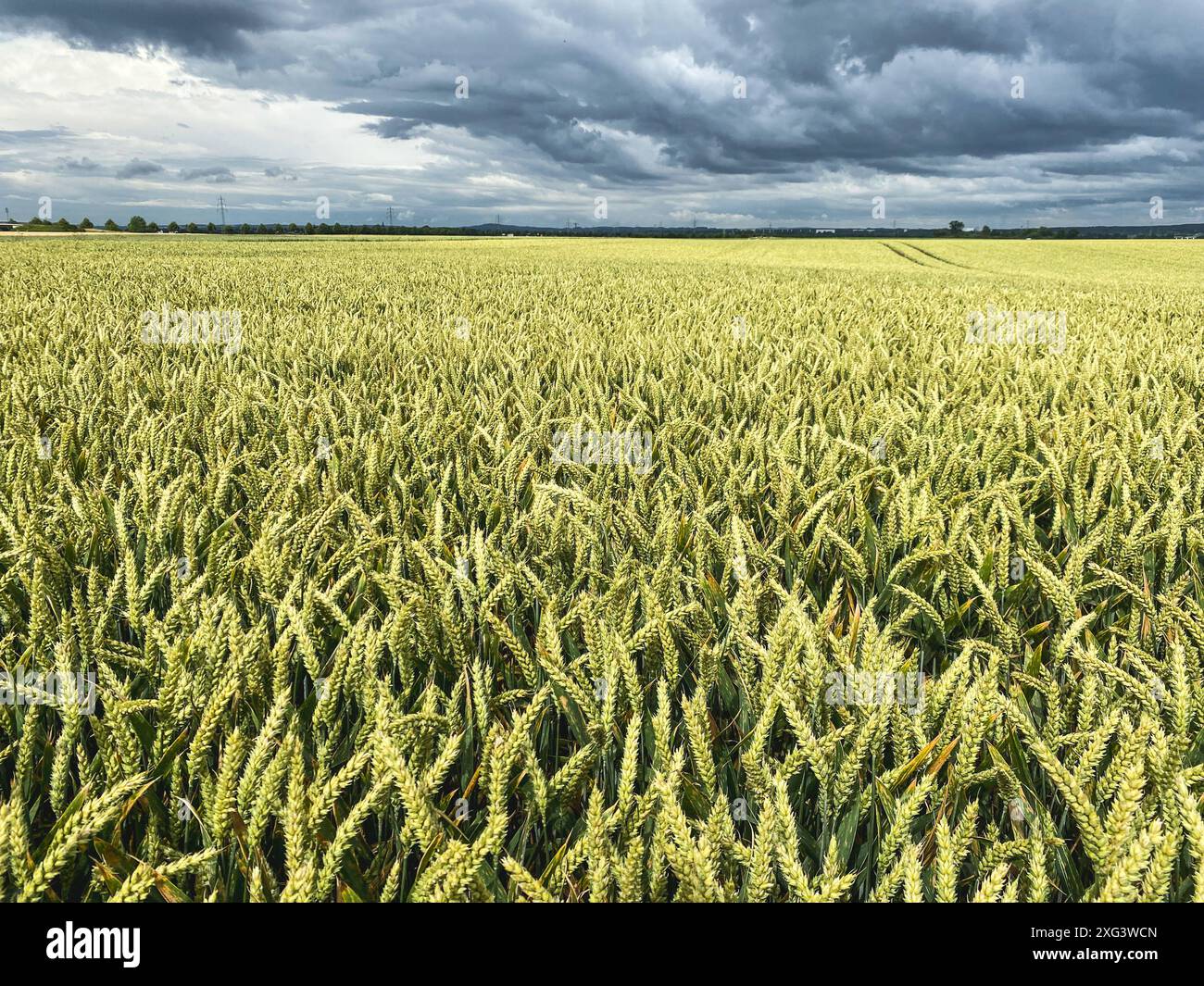 German food agricultural fields Green cornfield and storm clouds sky in ...