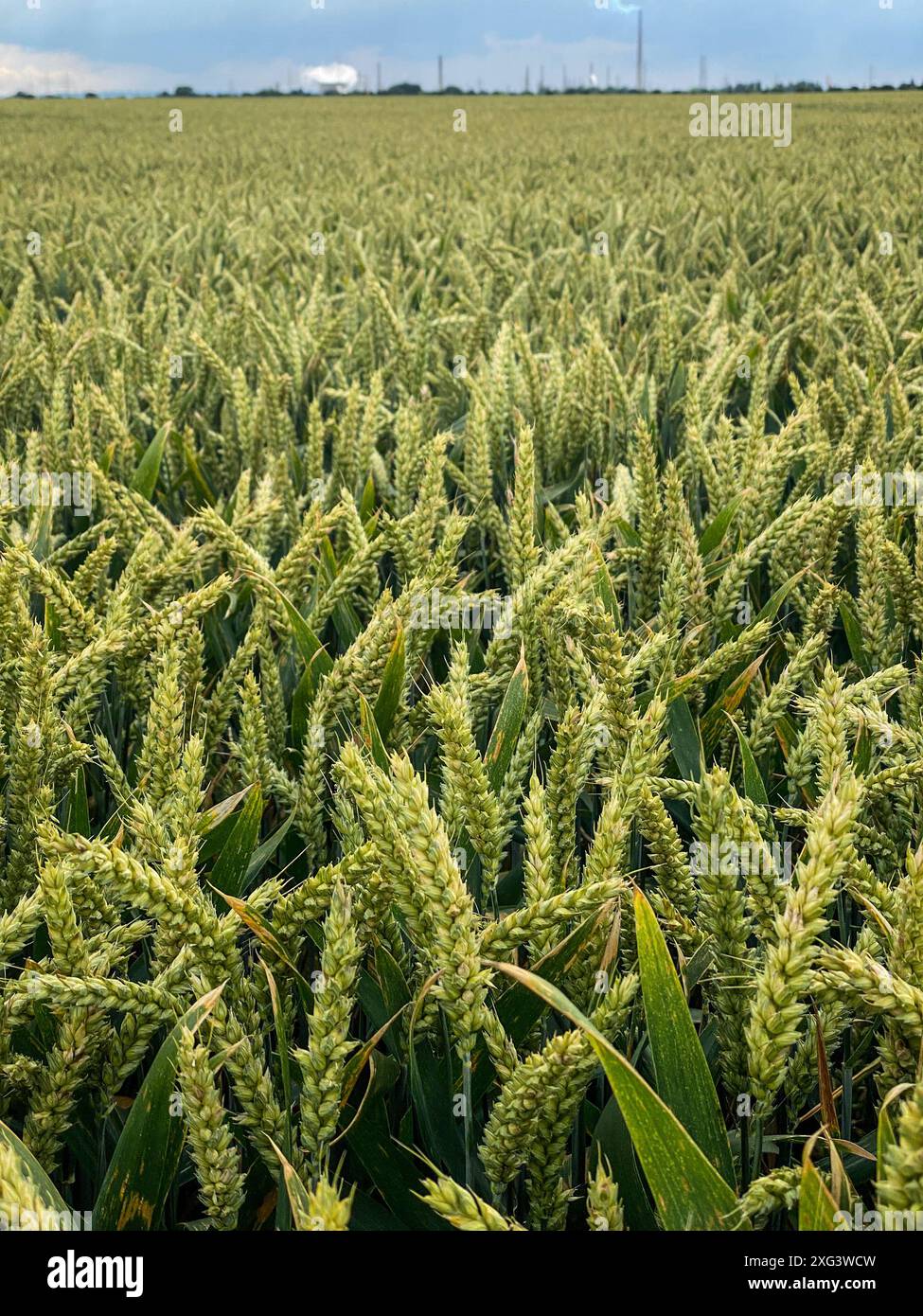 Growing grain stem in fields hi-res stock photography and images - Alamy