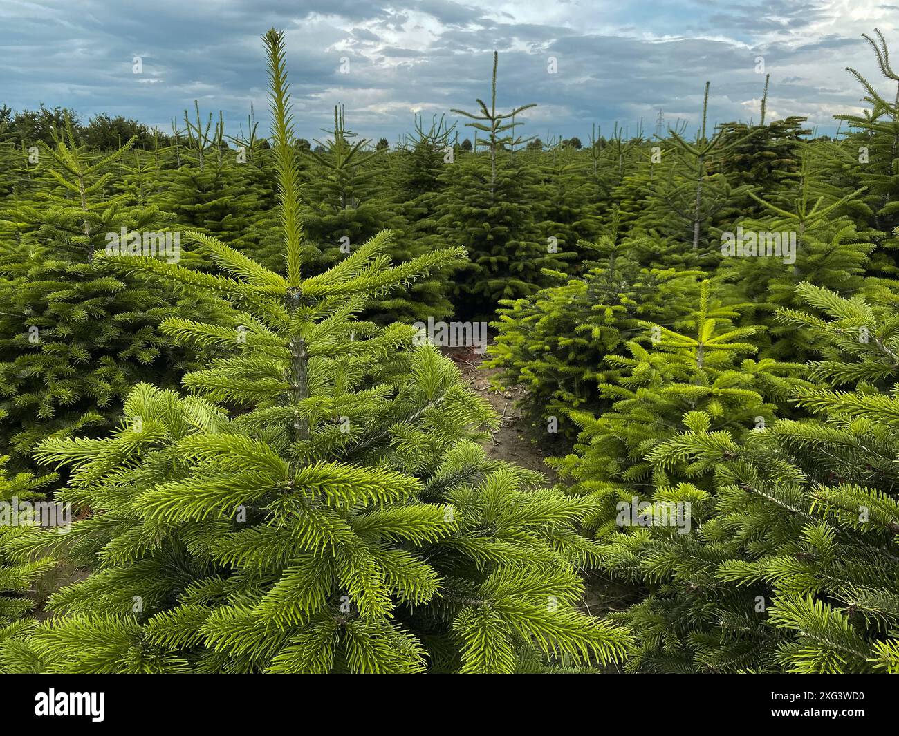 Nordmann Fir Real Christmas Trees German Christmas Trees Plantation ...