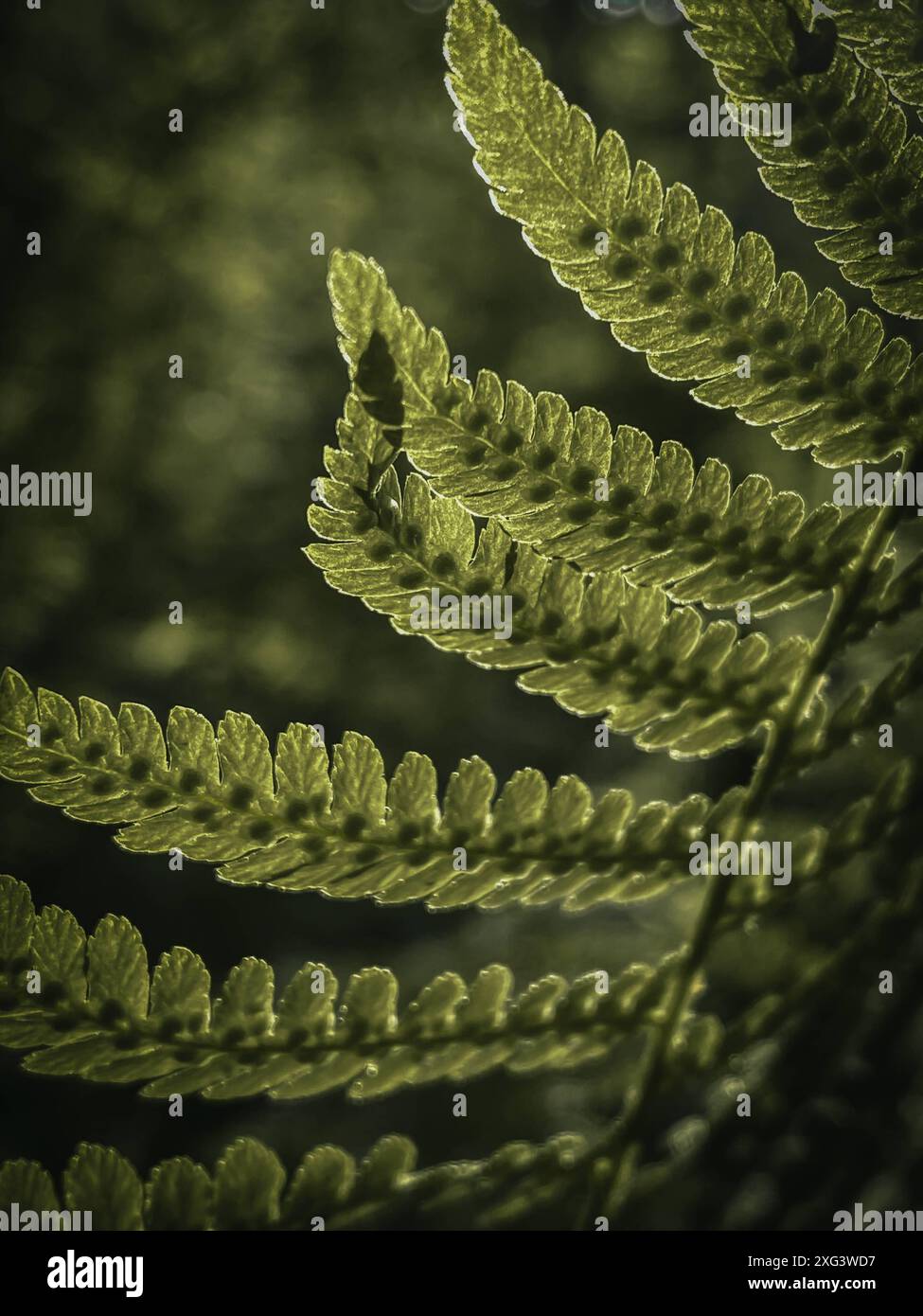 Nature green plants pattern backgrounds Nature green plants pattern ...