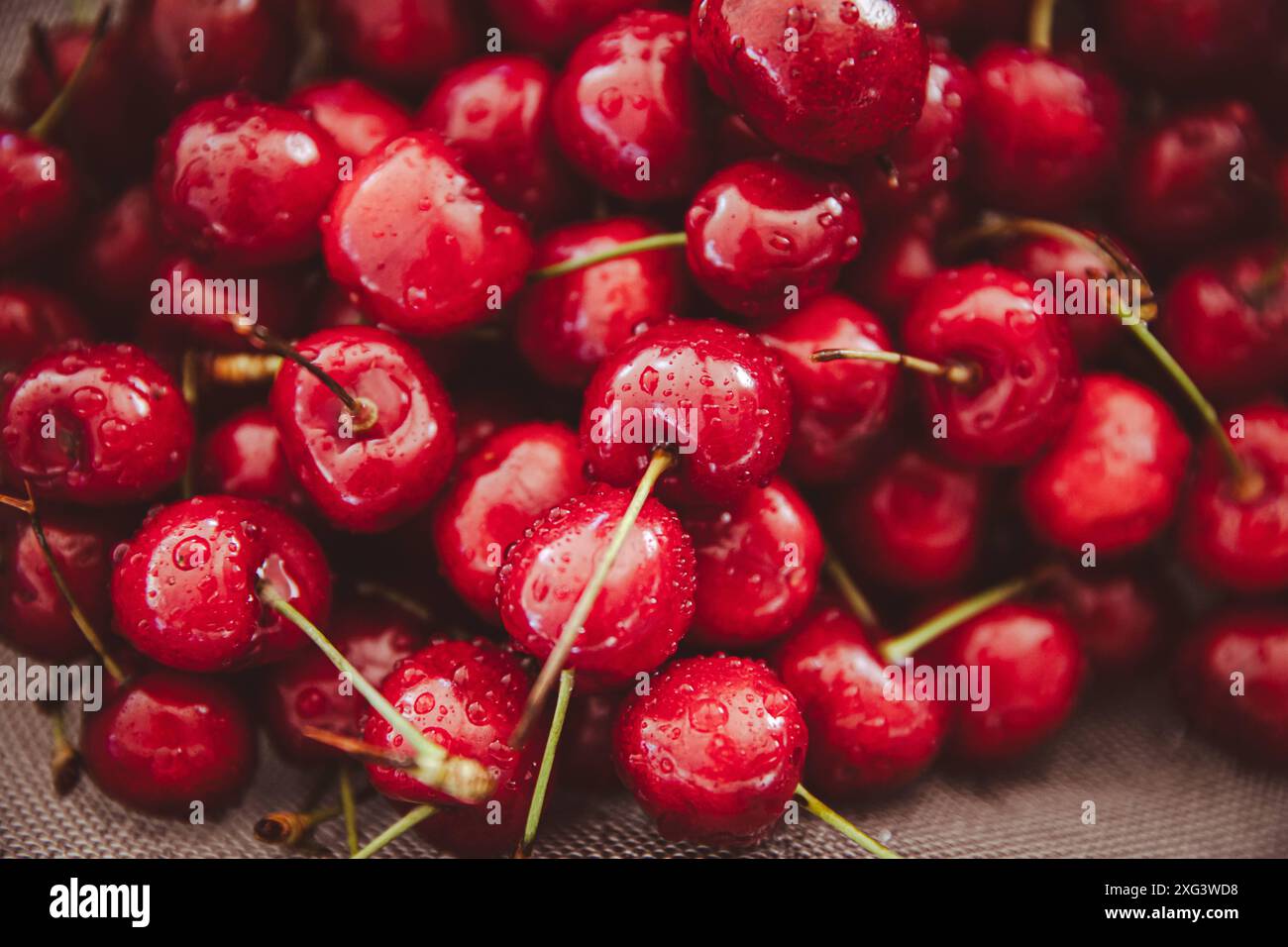 Healthy fresh fruits in the summer season Fresh washed cherries with ...