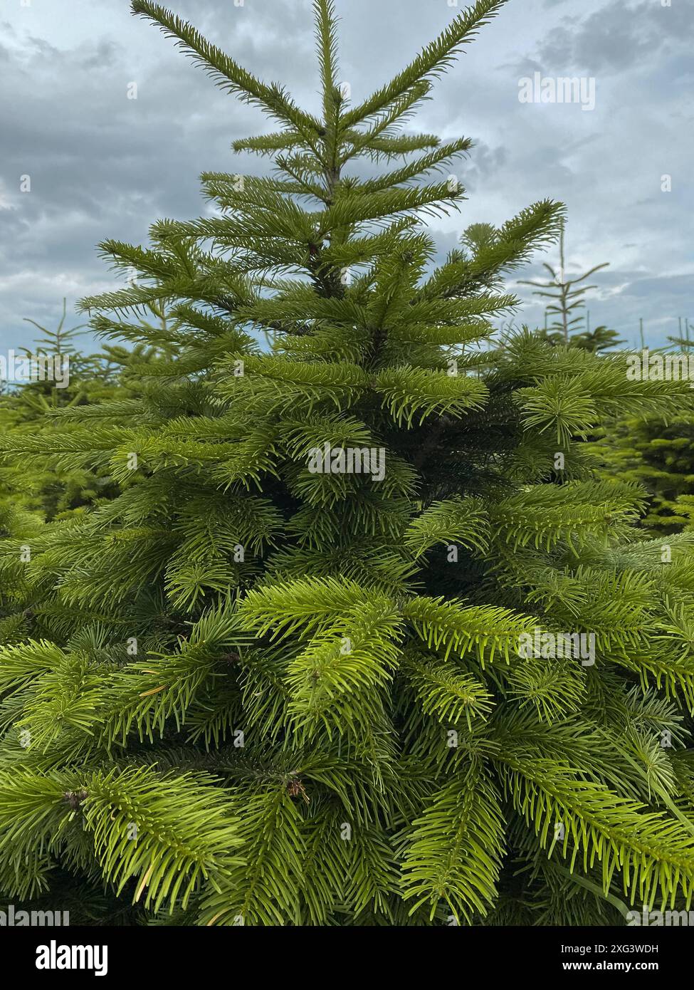 Real christmas trees hi-res stock photography and images - Alamy