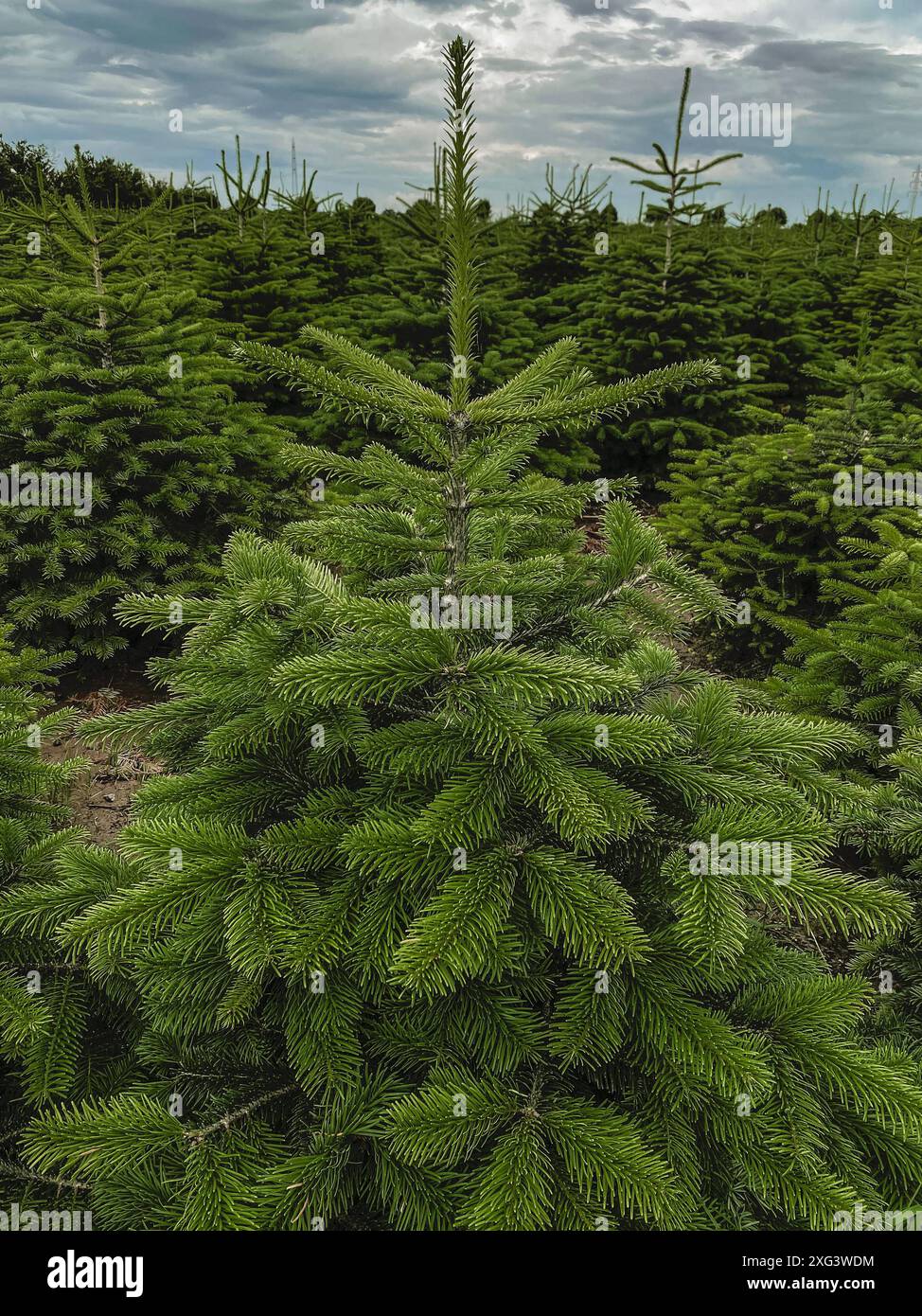 Nordmann Fir Real Christmas Trees German Christmas Trees Plantation ...