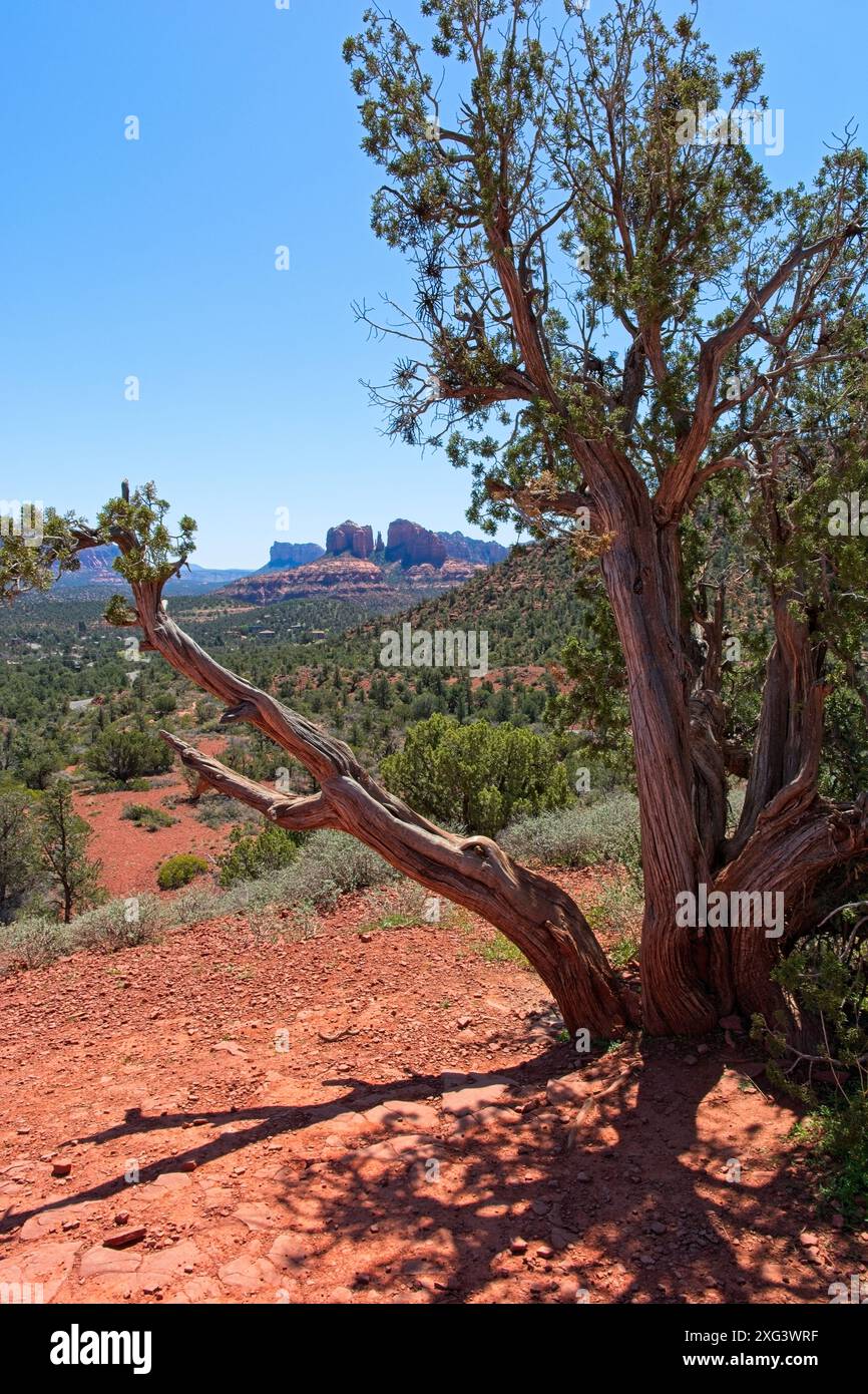 Gnarled old juniper tree frames view of Cathedral rock in red rock ...