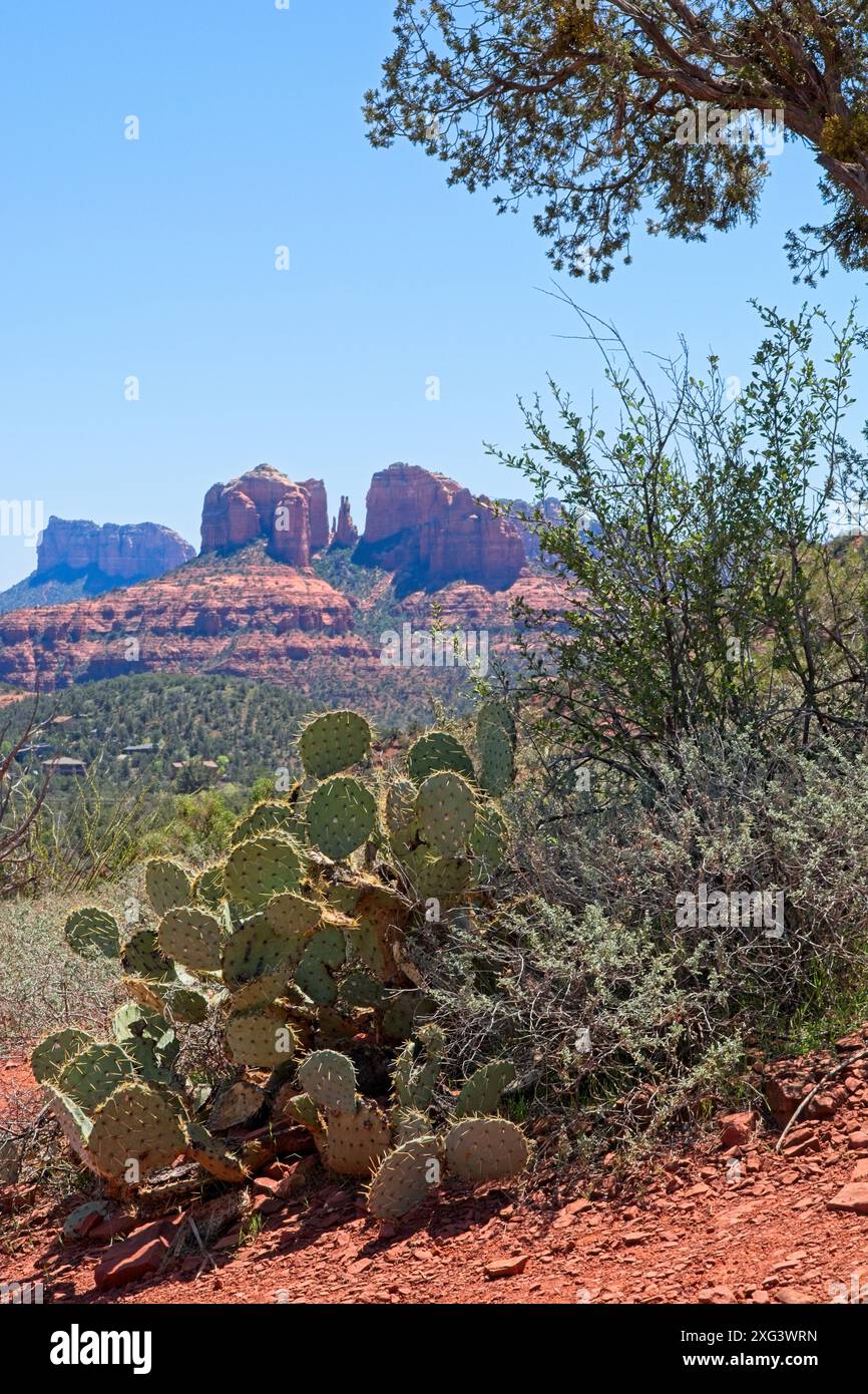 Prickly pear on hillside overlooking Cathedral rock in red rock ...