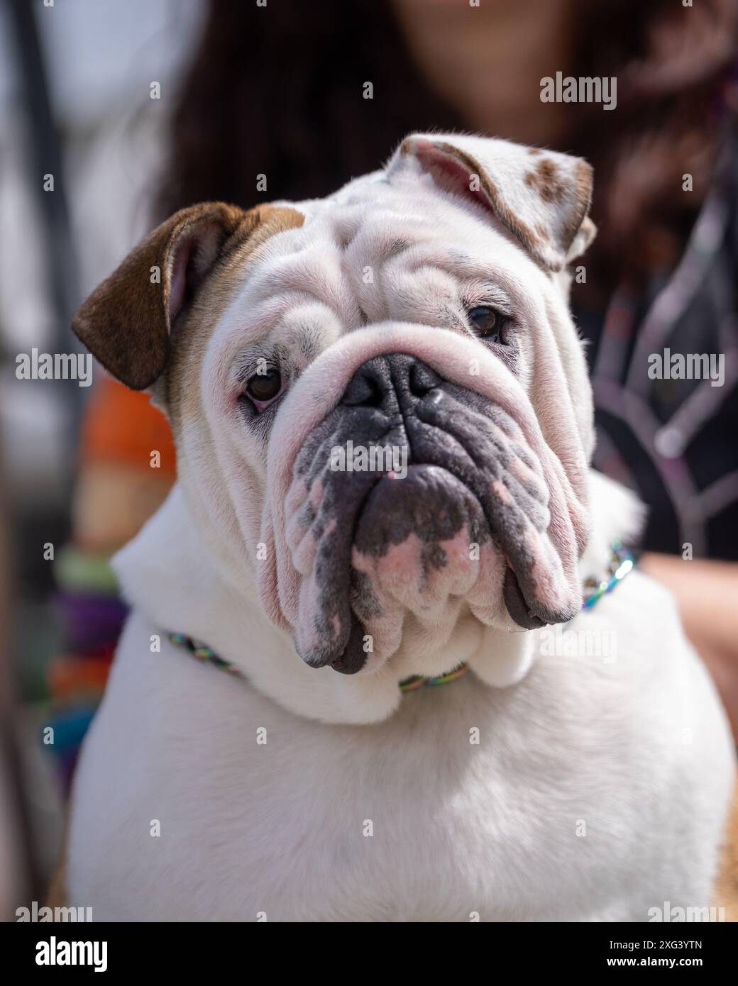 White bulldog puppy close up portrait outside while staring directly ...