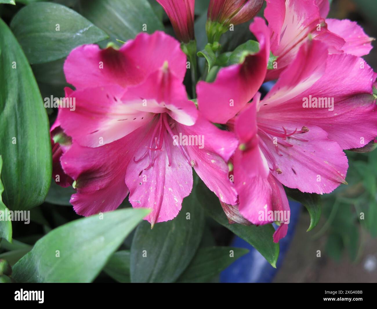 Alstroemeria hybrids hi-res stock photography and images - Alamy